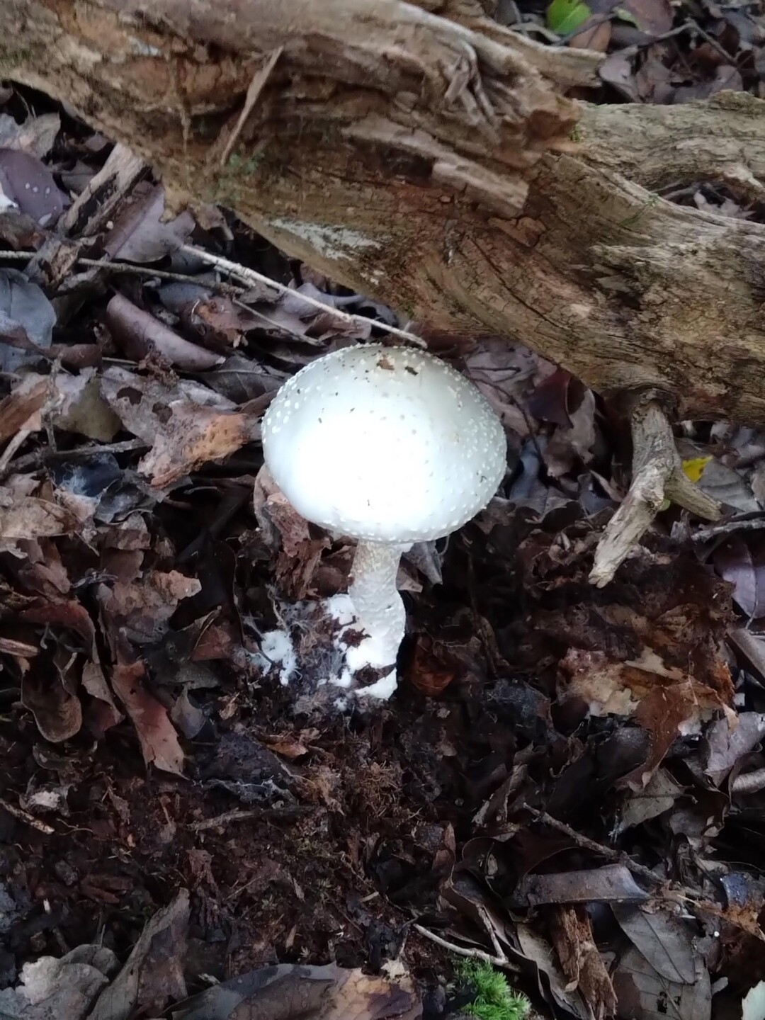 如来ヶ岳 縦走 / macharuさんの城ヶ峰の活動データ | YAMAP / ヤマップ