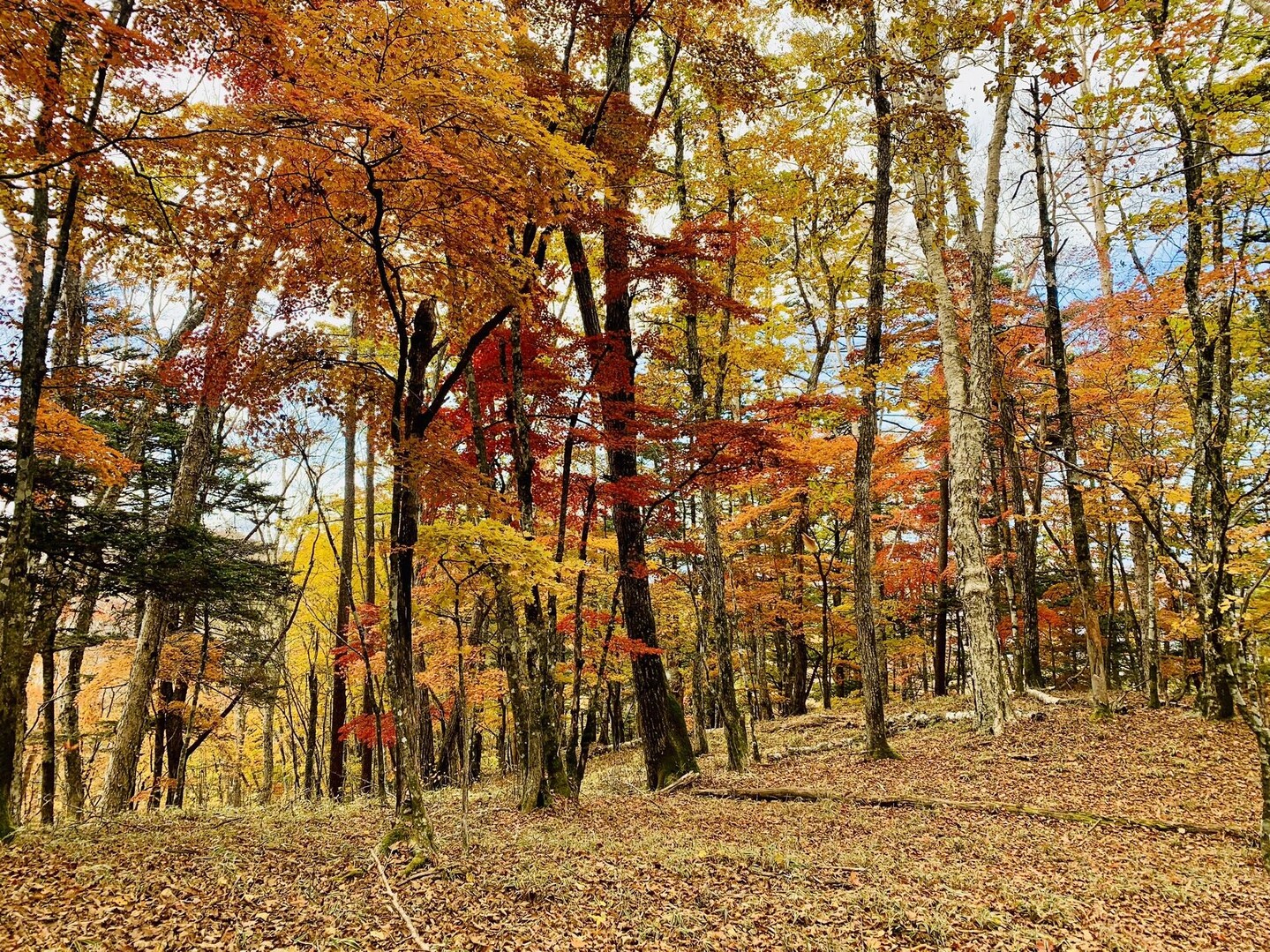 牛奥ノ雁ヶ腹摺山・小金沢山 / momoさんの大菩薩嶺・鶏冠山・大マテイ山の活動データ | YAMAP / ヤマップ