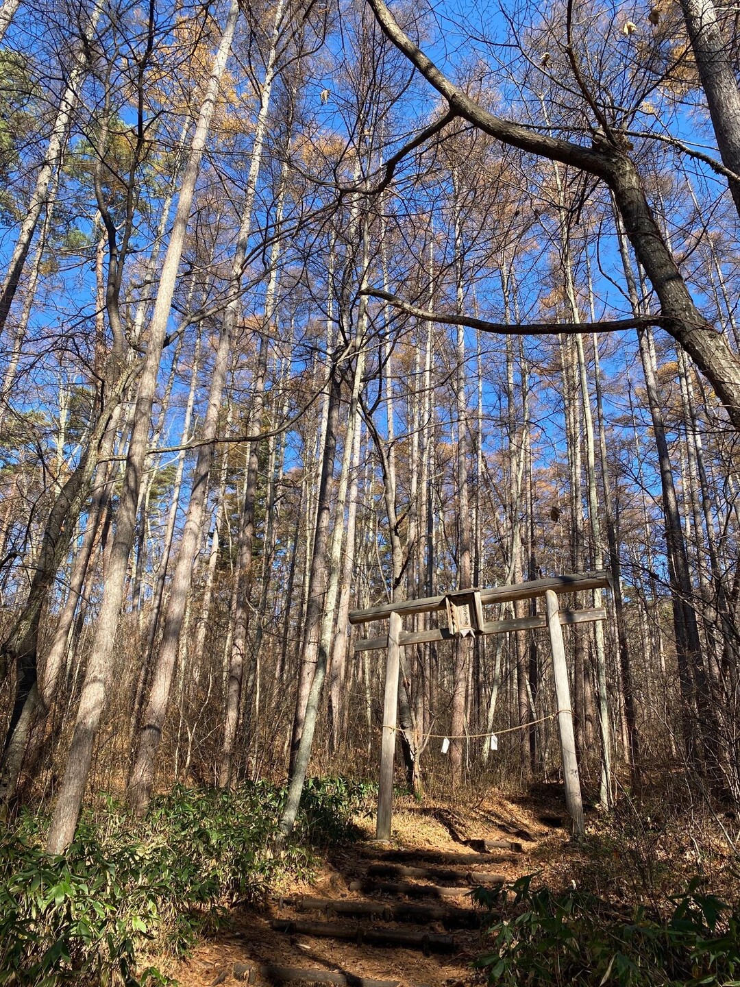 仏巡り2 冬でしょう飯縄山 / mtakoさんの飯縄山の活動データ | YAMAP / ヤマップ