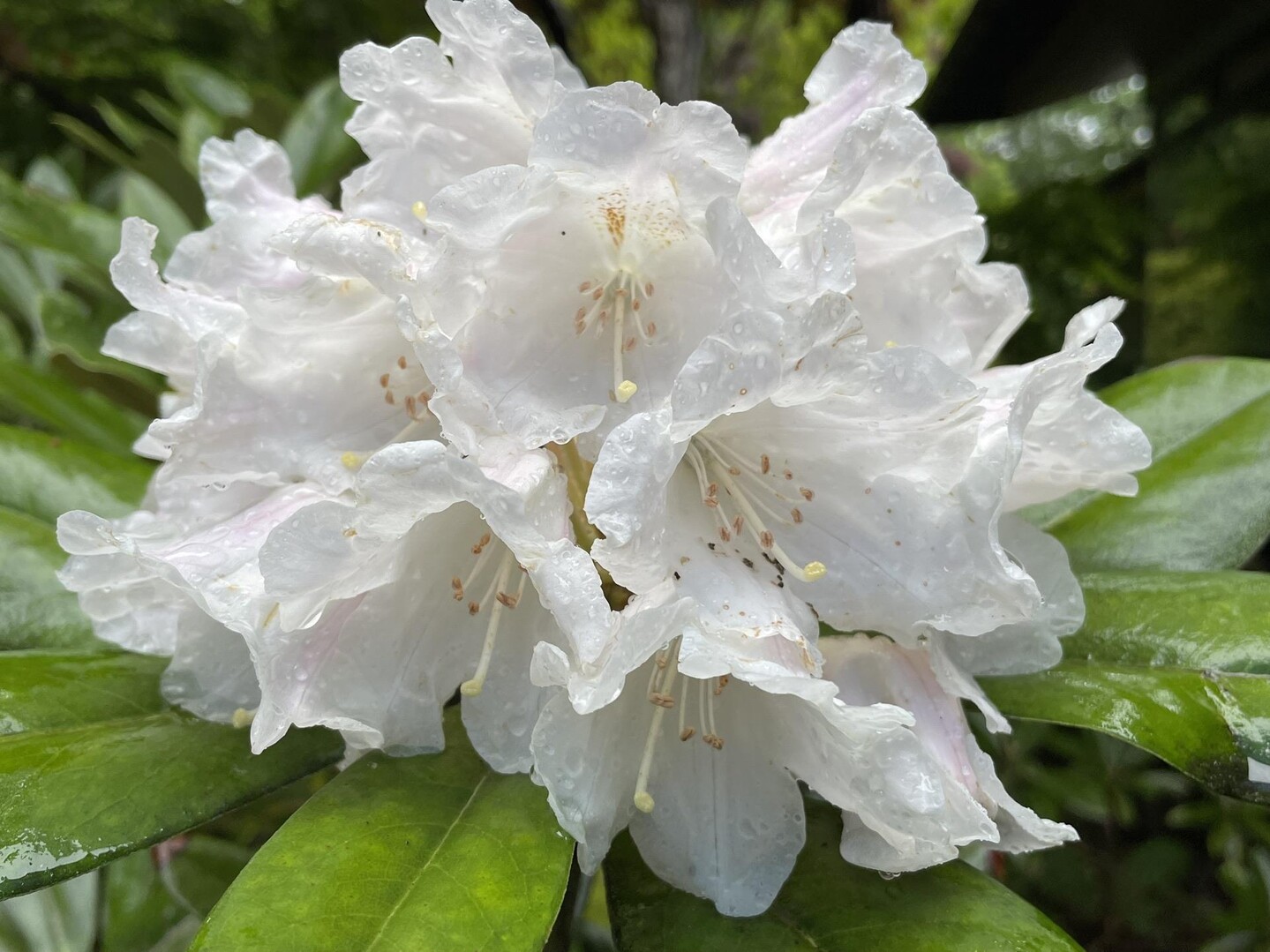 リハビリ16 ウォーキング-2023-06-11 / Naoさんのウォーキングの活動データ | YAMAP / ヤマップ