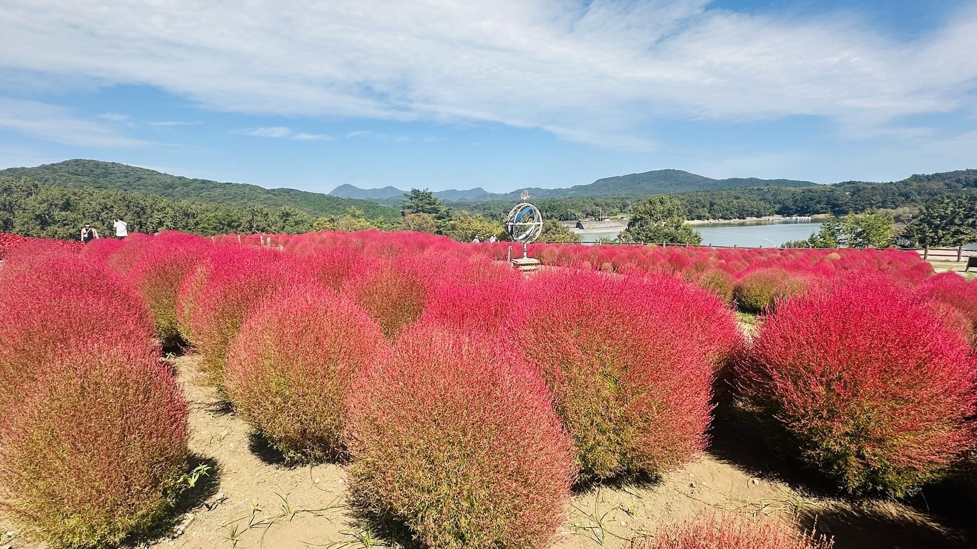 るるパークのコキアが見頃ということで行っ... / Haroldさんのモーメント | YAMAP / ヤマップ