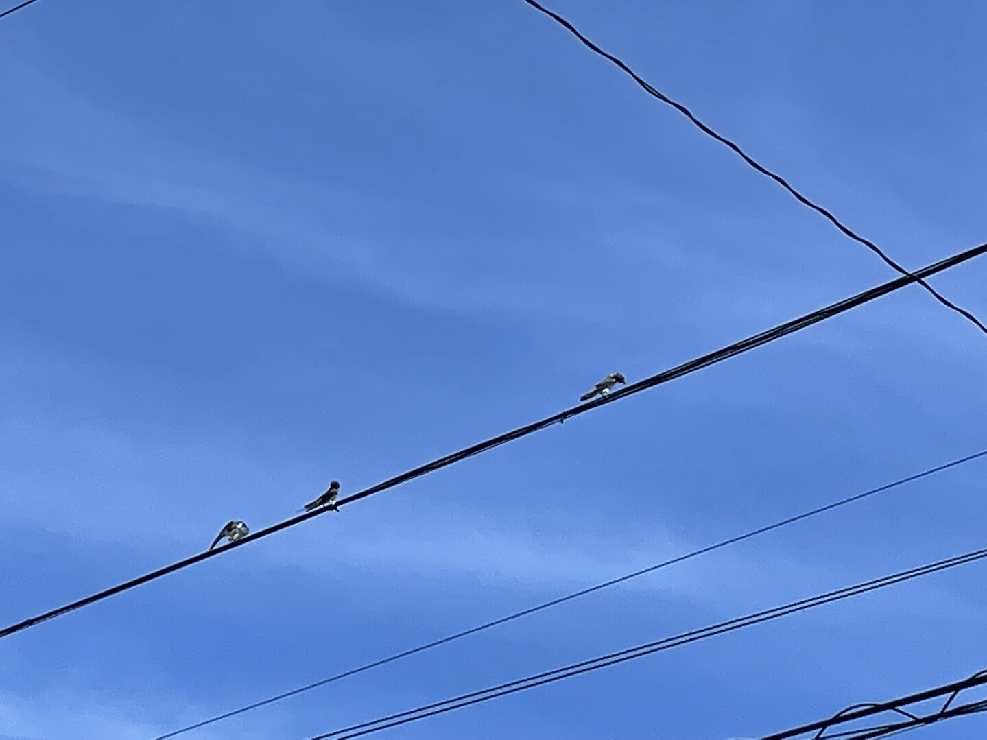 今年のツバメその10 本日のツバメは8... / osamさんのモーメント | YAMAP / ヤマップ