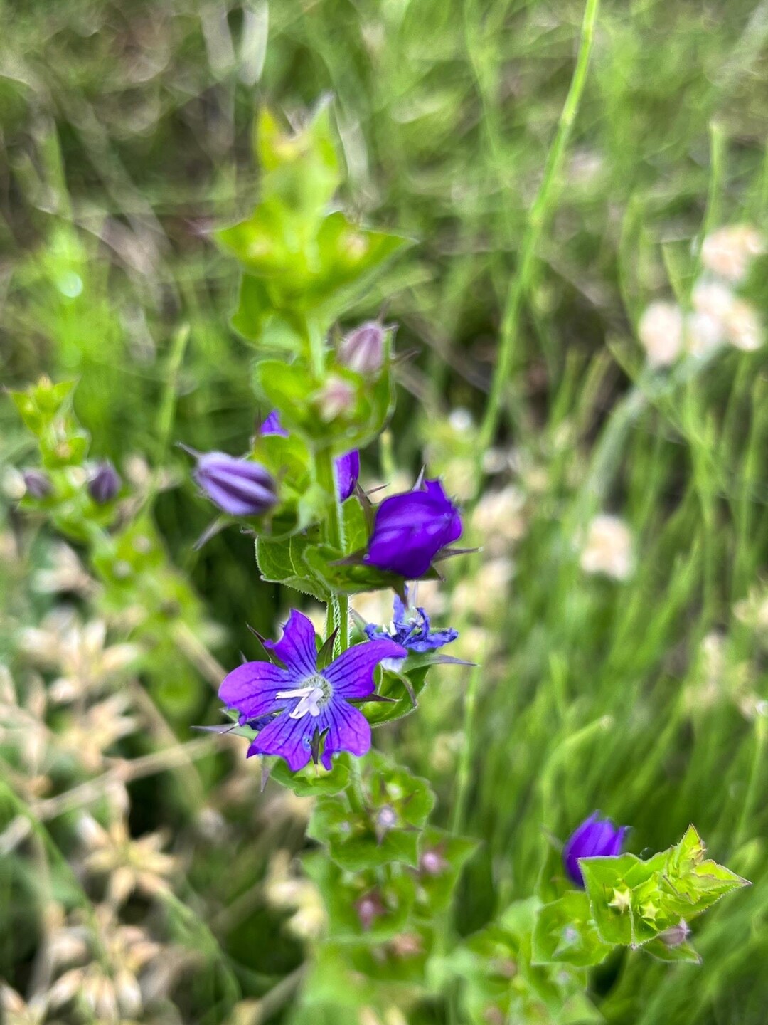 ①キキョウソウ ②③センダン ④⑤珍し... / TAKKUNさんのモーメント | YAMAP / ヤマップ