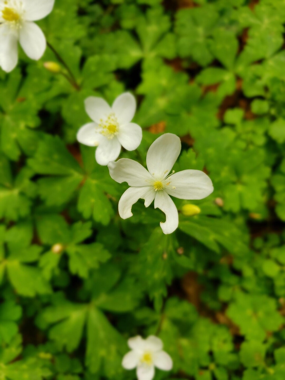 筑波山にクリンニリンソ花を見に行って白い... / S.H.Kさんのモーメント | YAMAP / ヤマップ