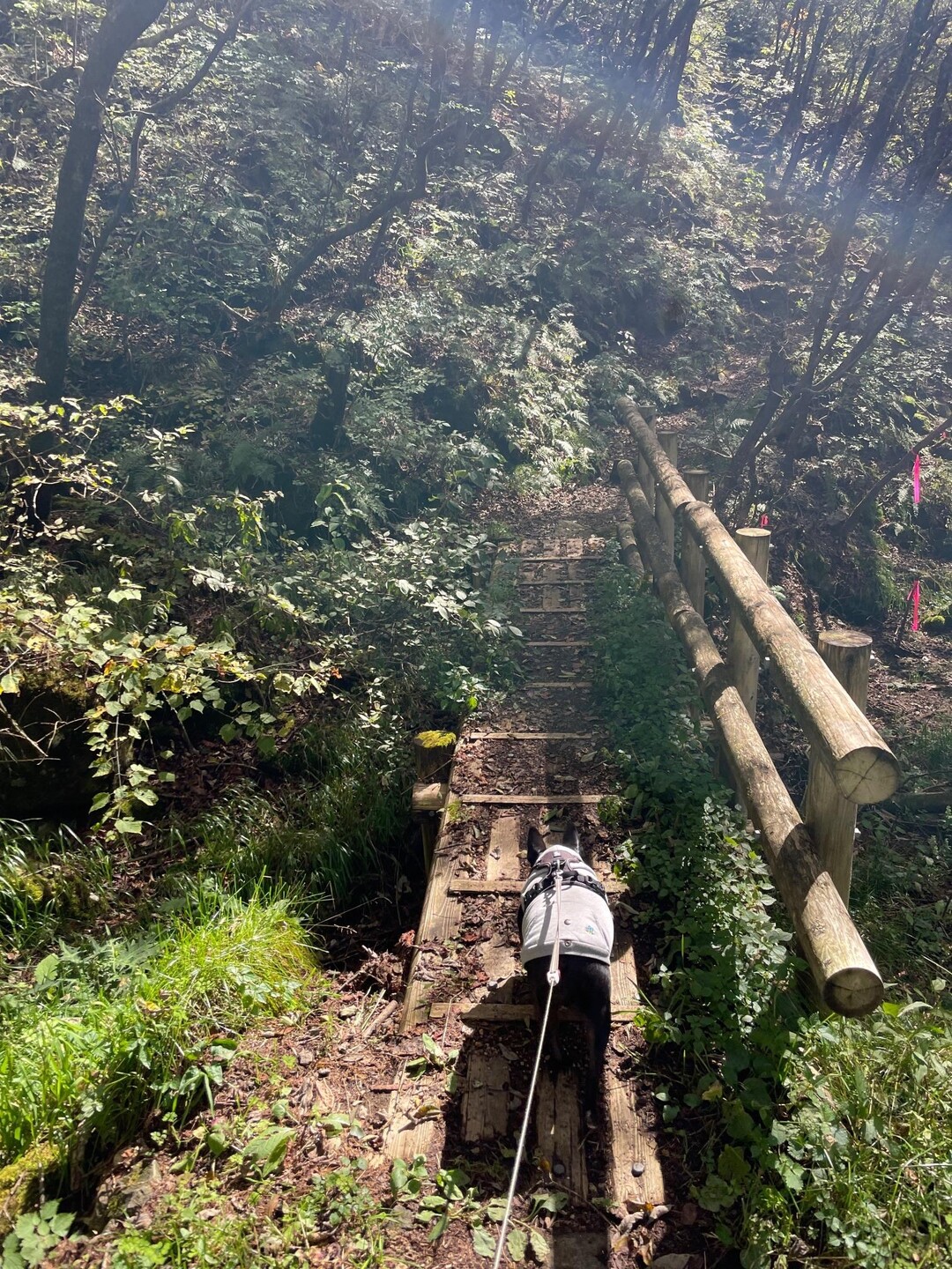 孫岳・二ッ岳(雄岳)・二ッ岳(雌岳) / yoheyさんの榛名山・天狗山・天目山の活動データ | YAMAP / ヤマップ