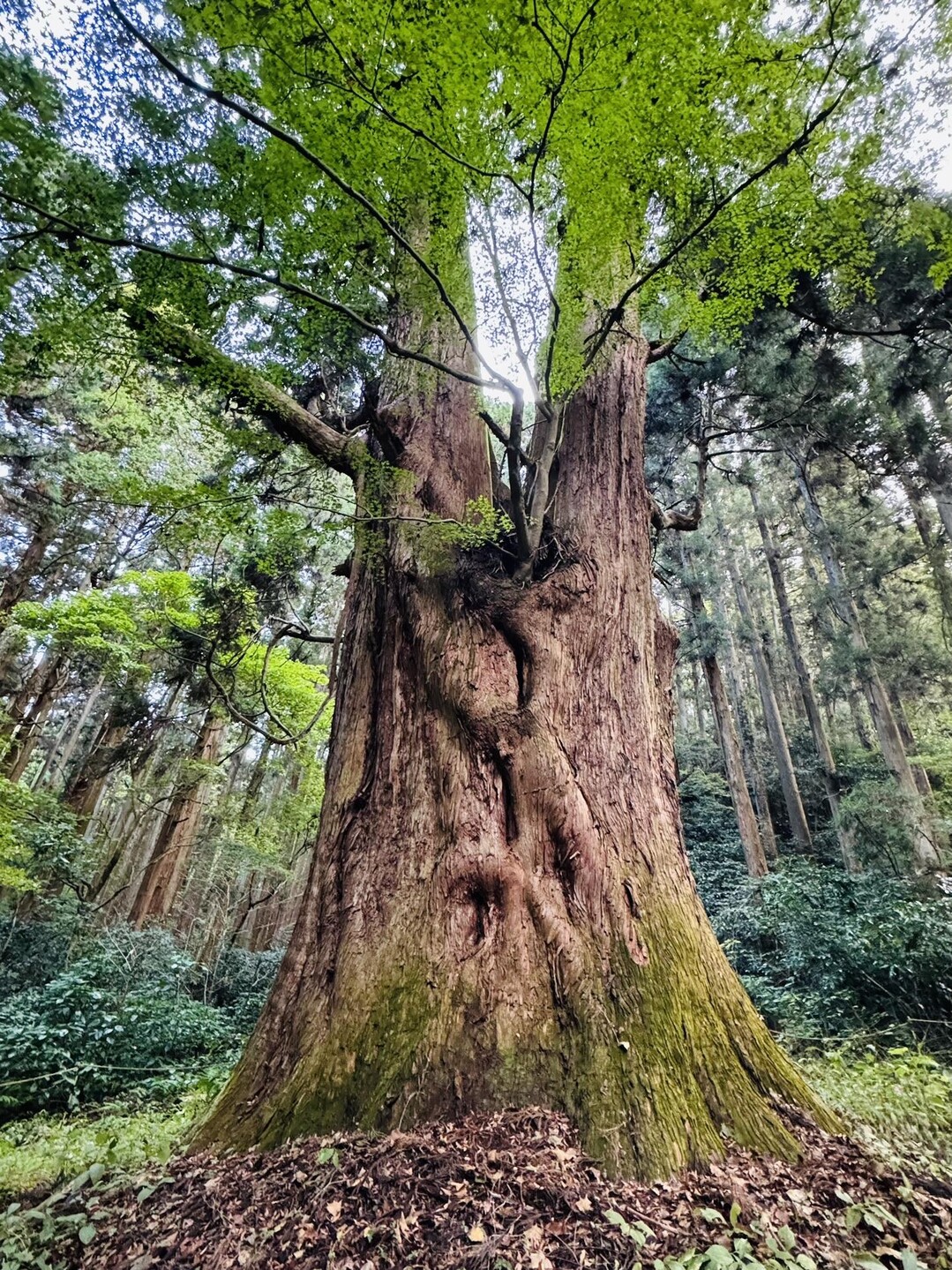 日立アルプス トレラン / ma-sa45さんの日立アルプストレイル・神峰山（神峯山）の活動データ | YAMAP / ヤマップ