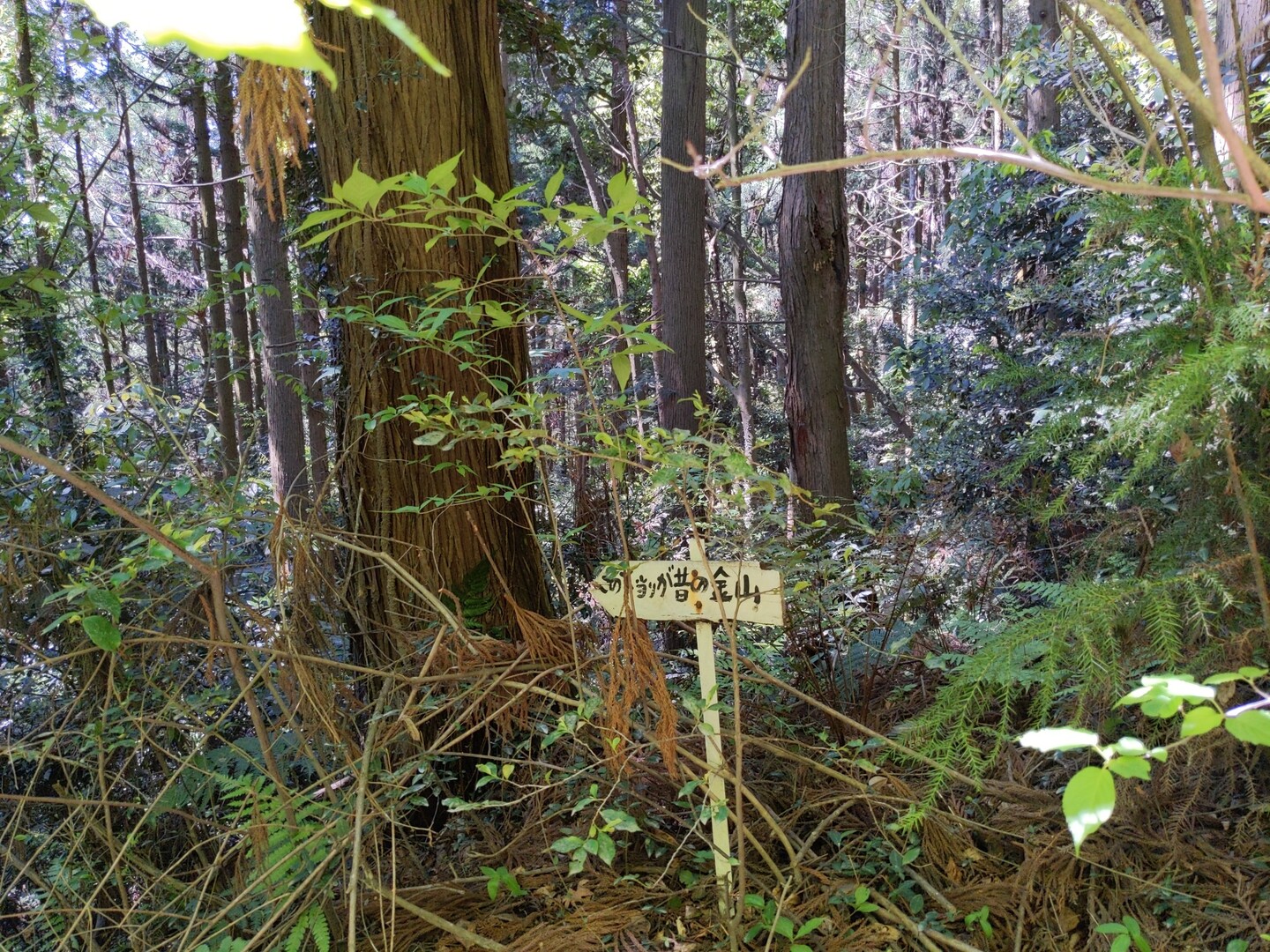 水戸710さんの投稿したフィールドメモ | YAMAP / ヤマップ