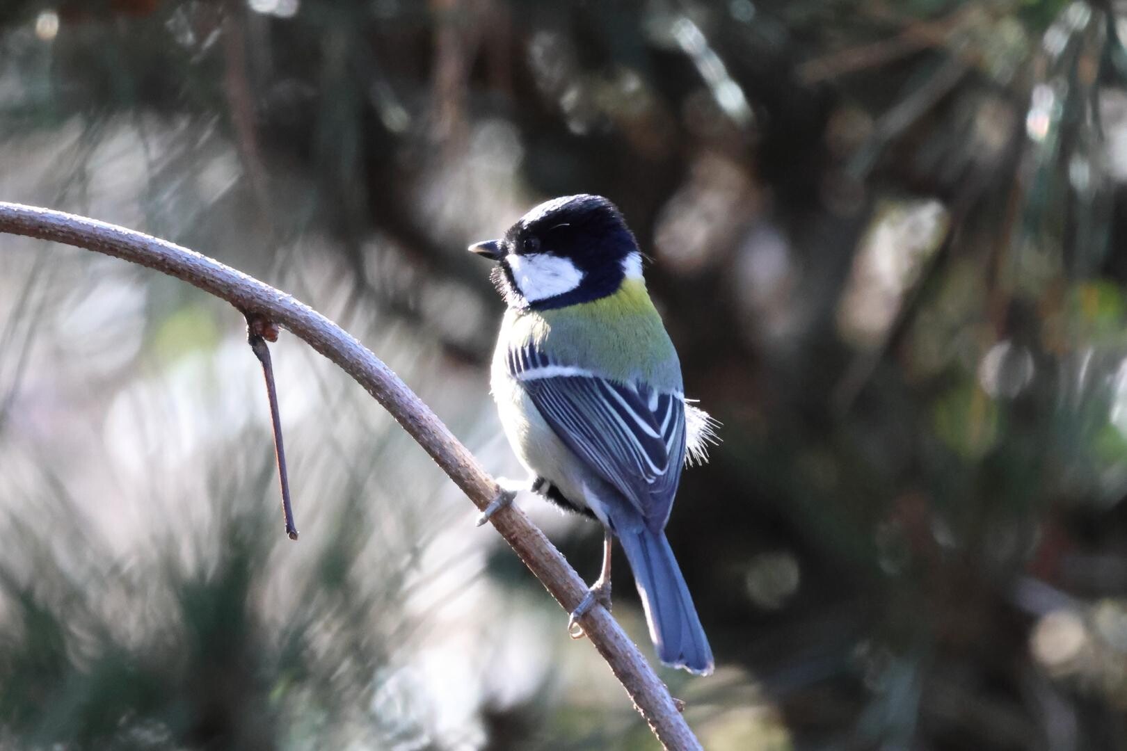 お家でトリップ / miippさんのその他の活動データ | YAMAP / ヤマップ