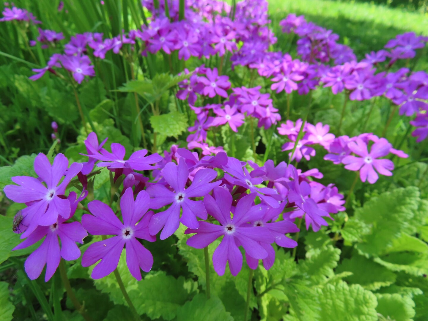 蛇峠山 / ibizouさんの蛇峠山の活動データ | YAMAP / ヤマップ