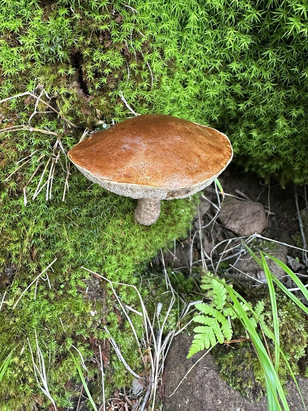 忘れないぜ編笠山 / laniさんの八ヶ岳（赤岳・硫黄岳・天狗岳）の活動データ | YAMAP / ヤマップ