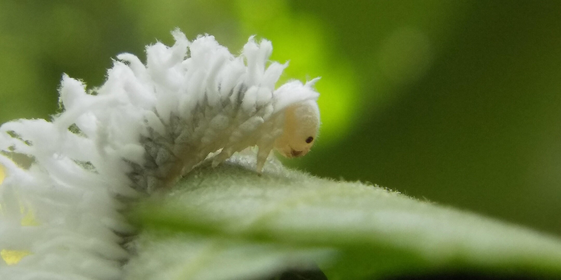 「ありがとう」の日 / ゆうこさんの茶臼山・万灯山の活動データ | YAMAP / ヤマップ