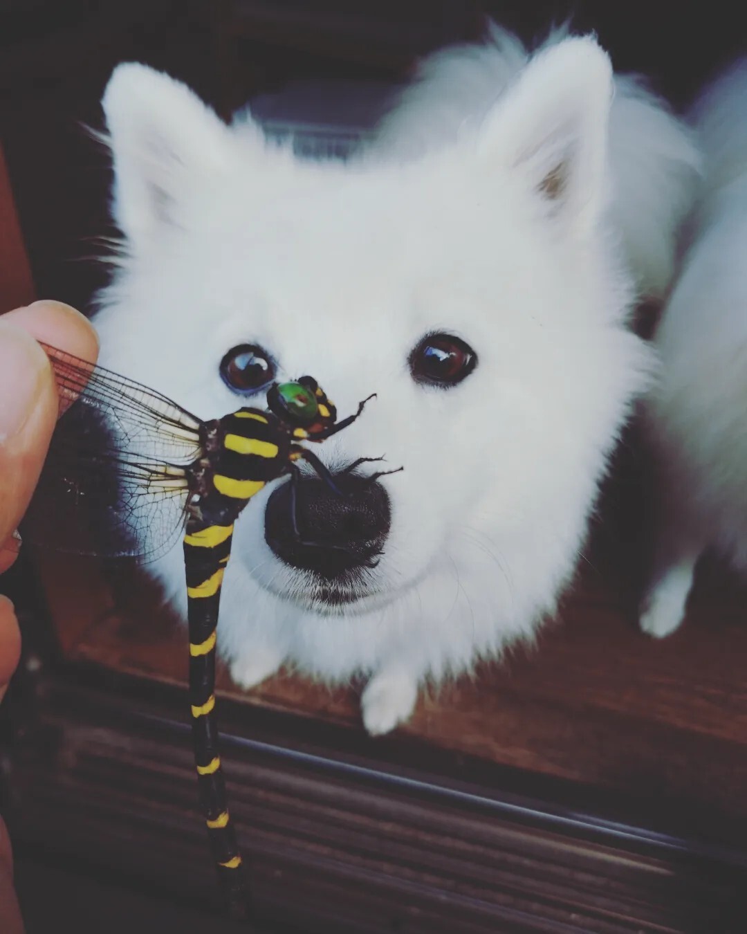 山屋＆ハイカーに大人気？オニヤンマ君のモ... / issa.さんのモーメント | YAMAP / ヤマップ