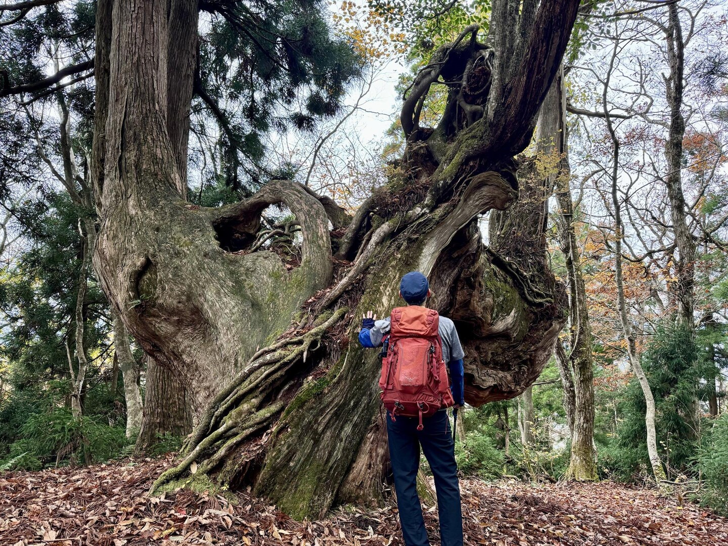 アシウスギとブナの森、烏帽子岳・白倉岳・白倉中岳・白倉南岳 / たけのこ zi ziさんの雲洞谷山・白倉岳・鷹ヶ峰の活動データ | YAMAP / ヤマップ
