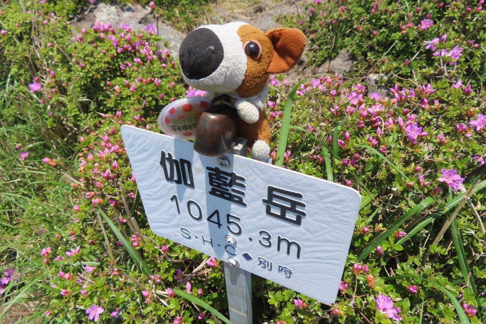 伽藍岳・伽藍岳西峰 / 繁Gさんの由布岳・鶴見岳の活動日記 | YAMAP / ヤマップ