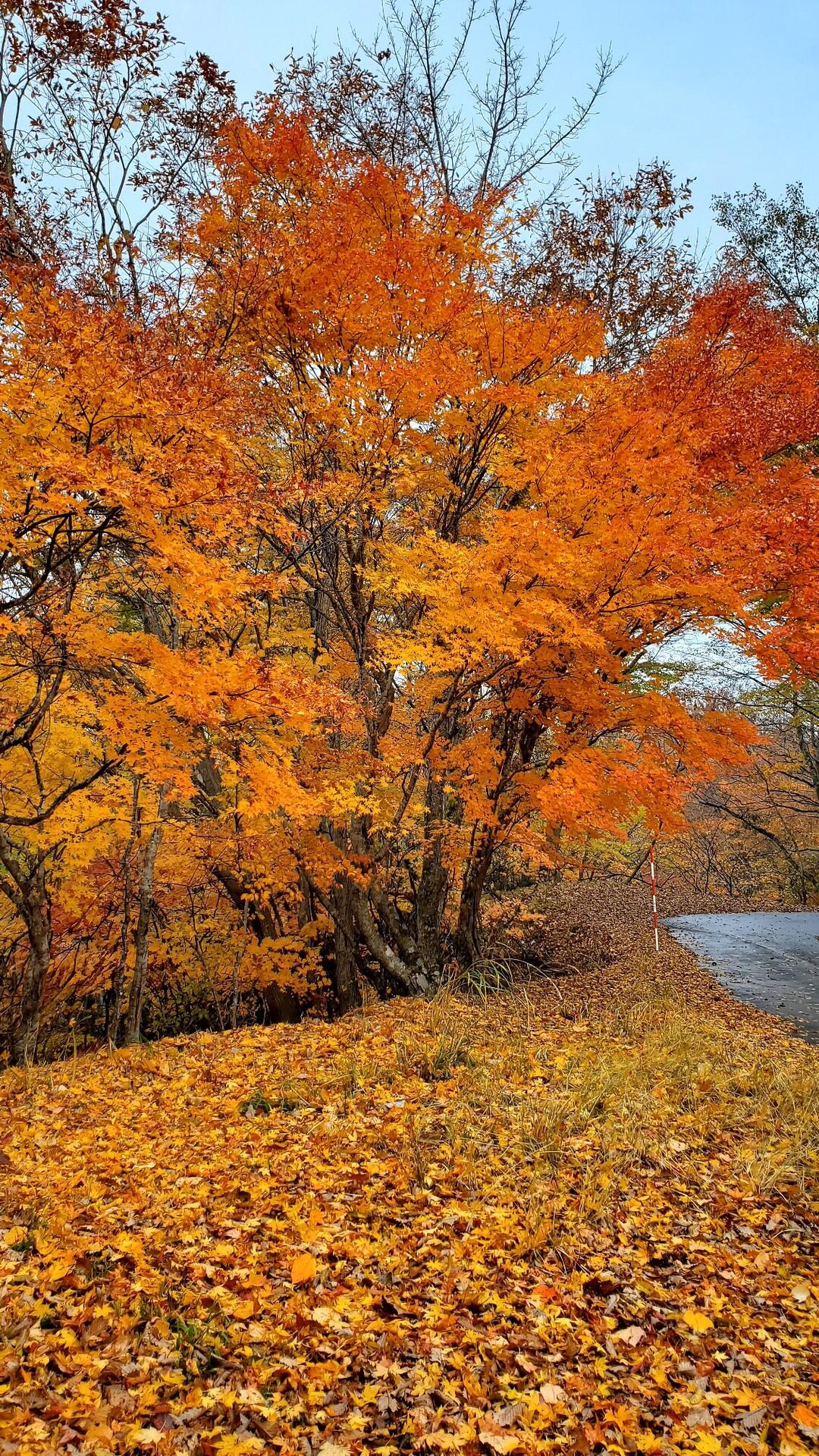 2022-11-04 三本槍岳、鏡ヶ沼、朝日岳(栃木) / uruさんの茶臼岳（那須岳）・三本槍岳・赤面山の活動データ | YAMAP / ヤマップ