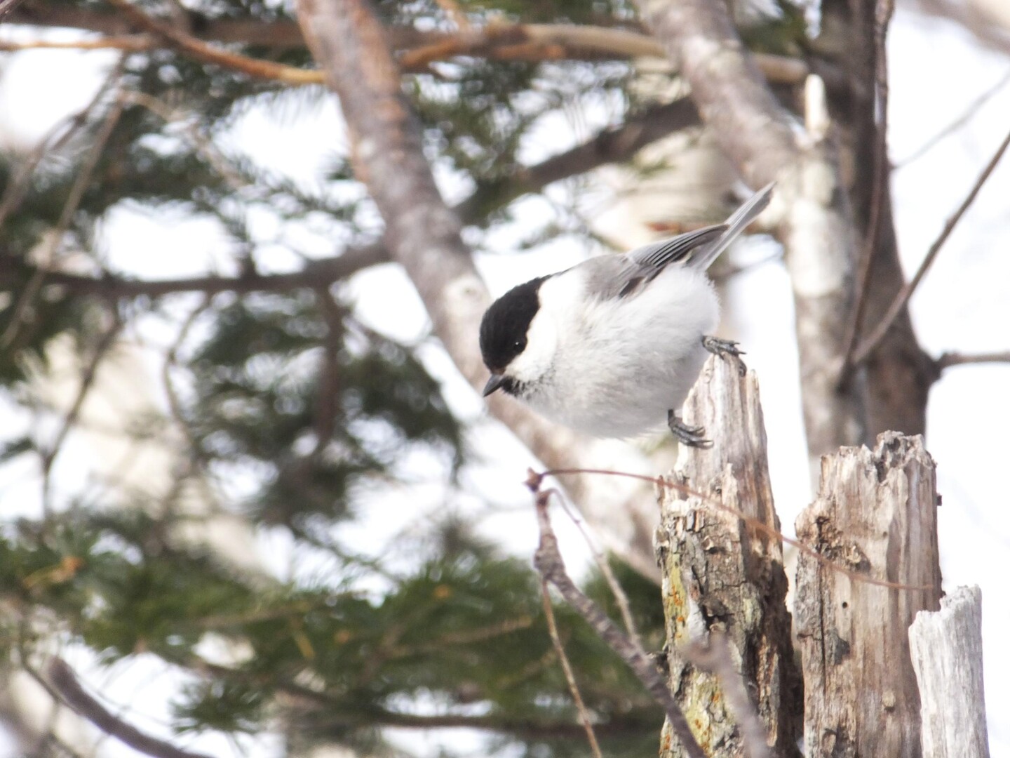 装備が難しいサウス山BC~トレランで行けば良かったかな / TARIさんの札幌岳・空沼岳の活動データ | YAMAP / ヤマップ