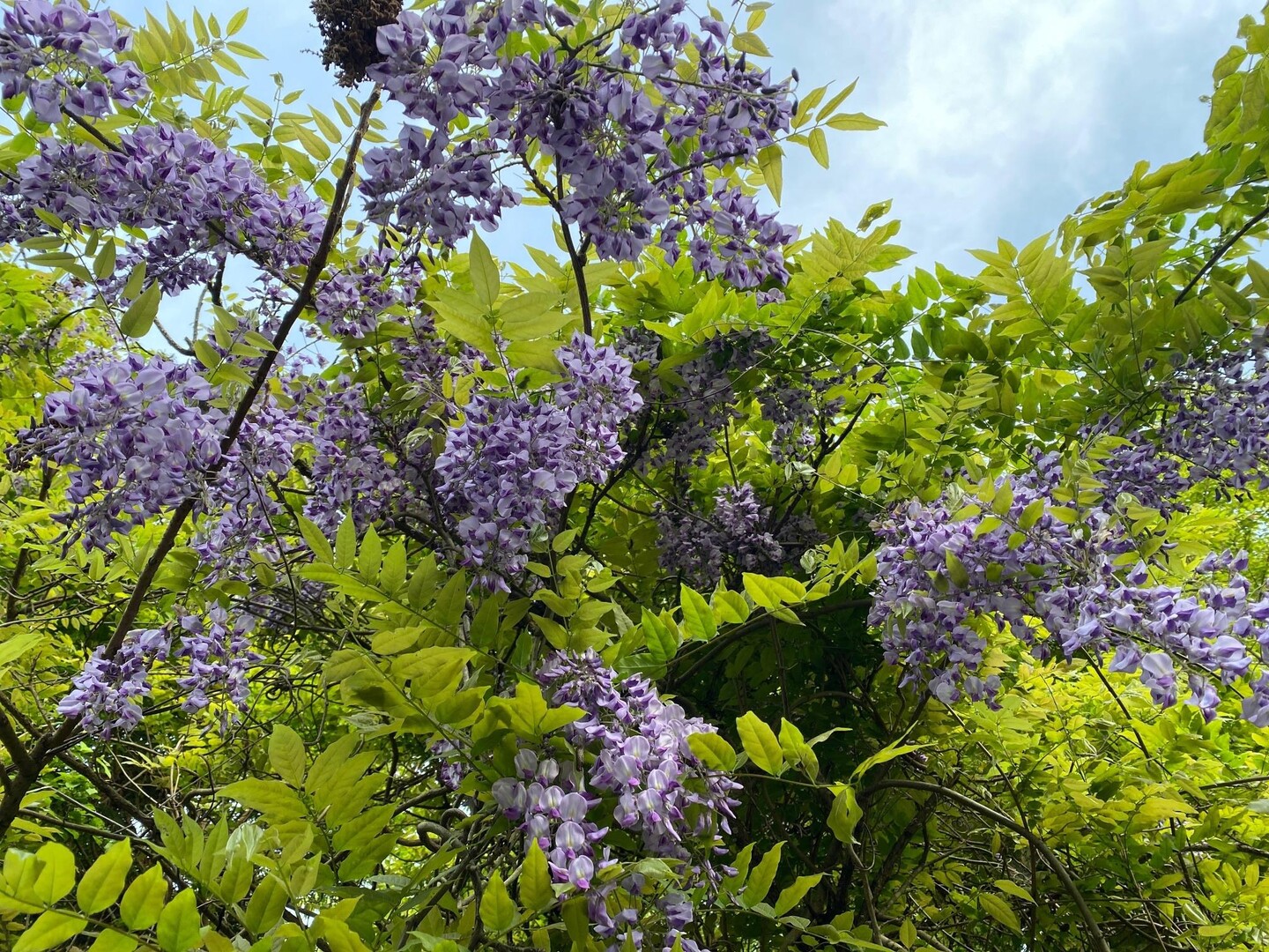 ウォーキング-2023-04-21 / Bull&Umiさんのウォーキングの活動データ | YAMAP / ヤマップ