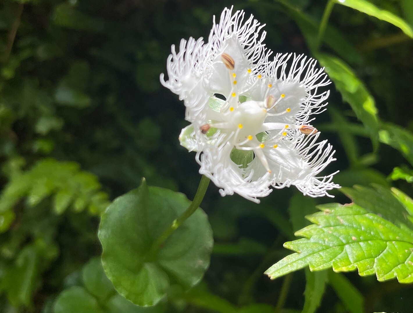 こつぶり山と取立山 大滝から時計回り / watsonさんの取立山の活動データ | YAMAP / ヤマップ