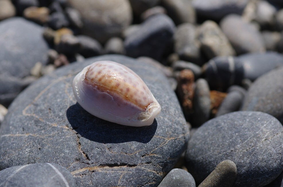 【姫越山】シーサイドハイク / ida☆tennさんの姫越山の活動データ | YAMAP / ヤマップ