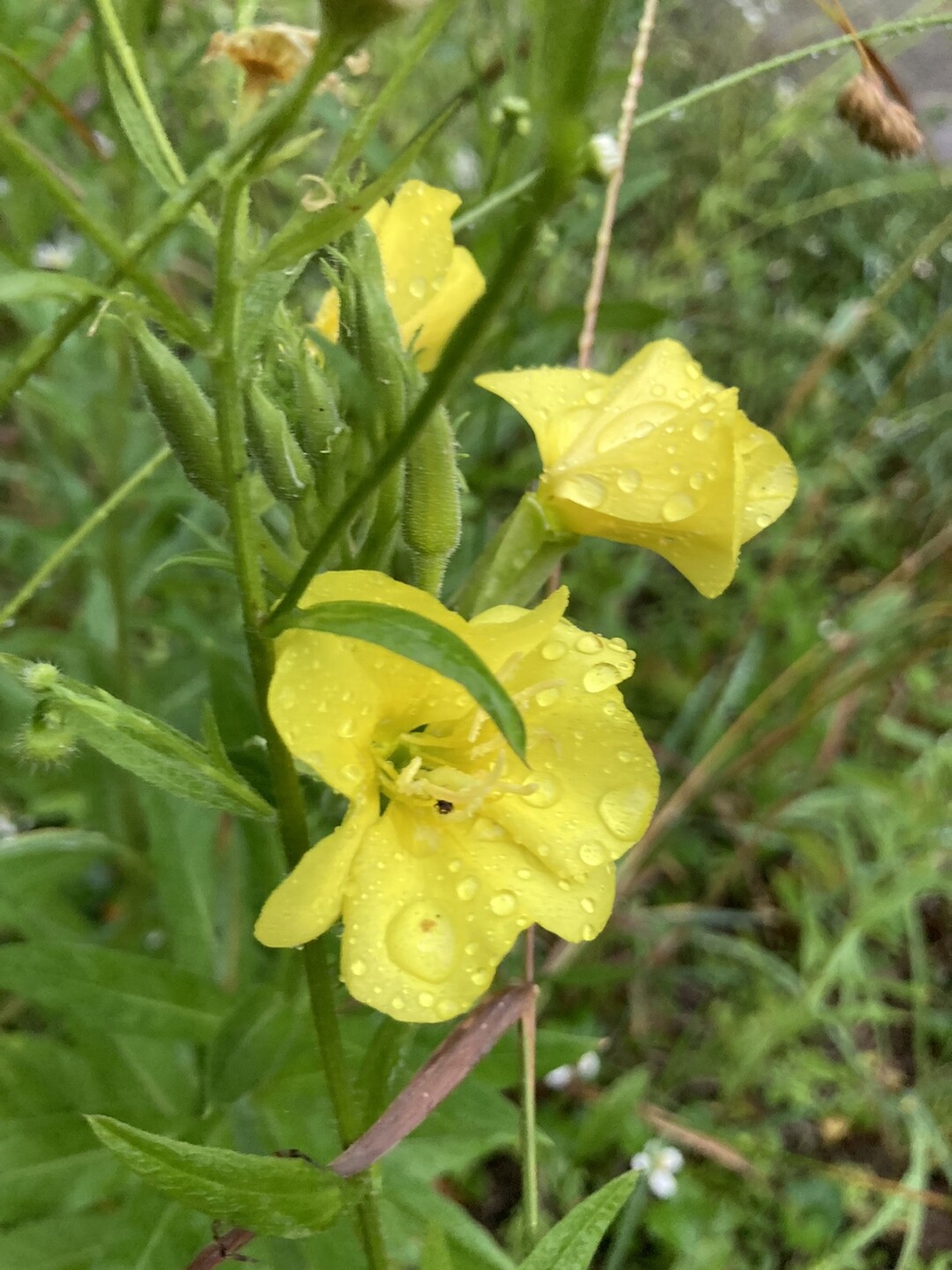 ベアベル サウンド ラボ 220705 ... / yellowさんのモーメント | YAMAP / ヤマップ