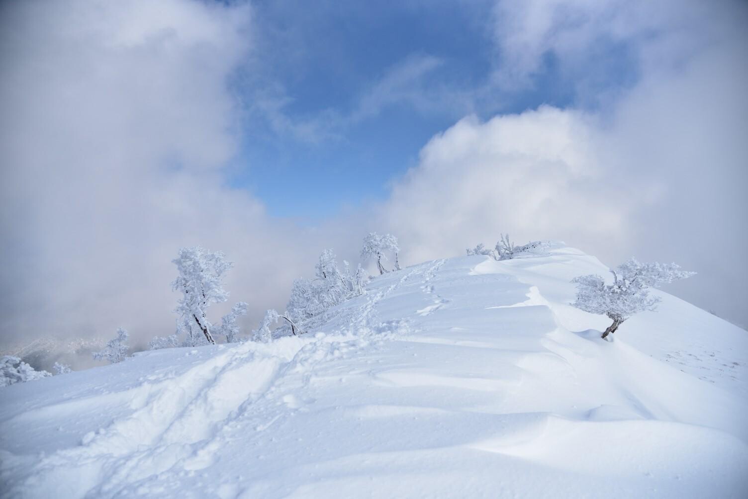 厳冬の候 綿向山 / ⛅Nori-jiさんの登山の活動データ | YAMAP / ヤマップ