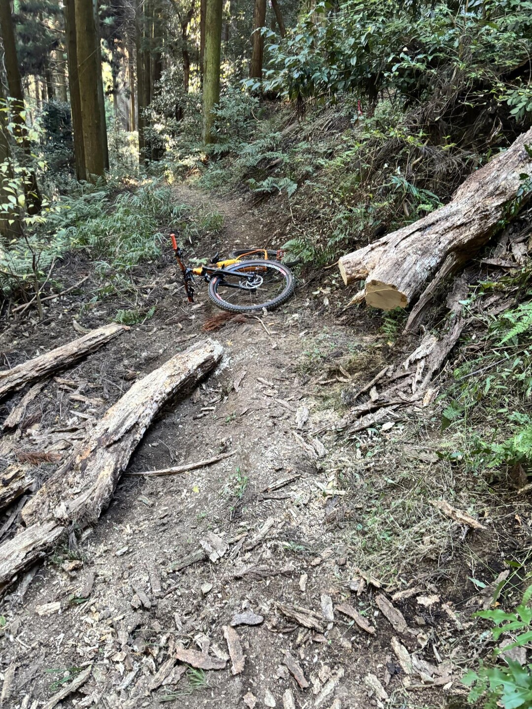 今まで一番転けたのは打越山かもしれない / chitoさんの六甲山・長峰山・摩耶山の活動データ | YAMAP / ヤマップ