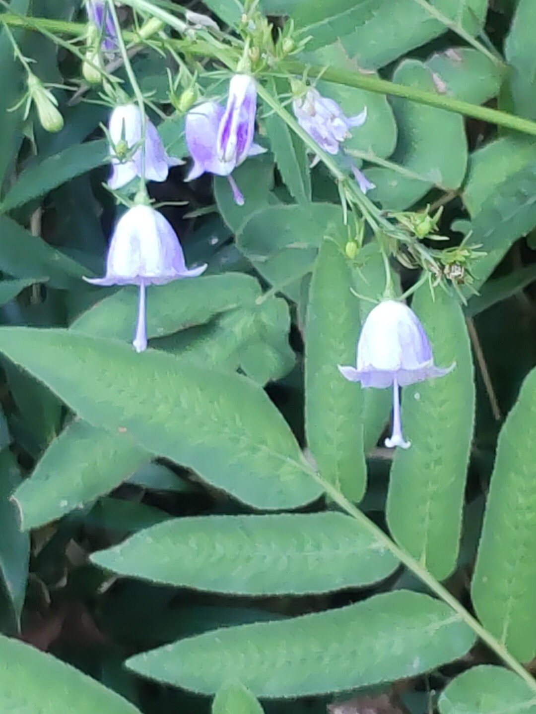荒神山 山下り / Mt.OKA🎃さんの荒神山の活動データ | YAMAP / ヤマップ