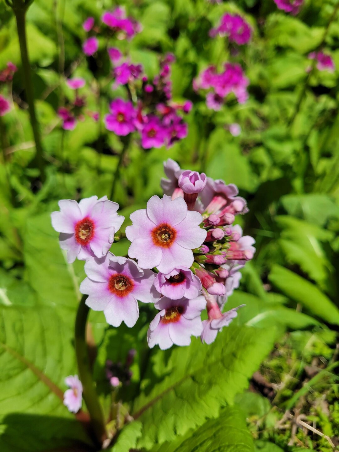今年のクリンソウの様子は？ / baseさんの錫杖ヶ岳の活動日記 | YAMAP / ヤマップ