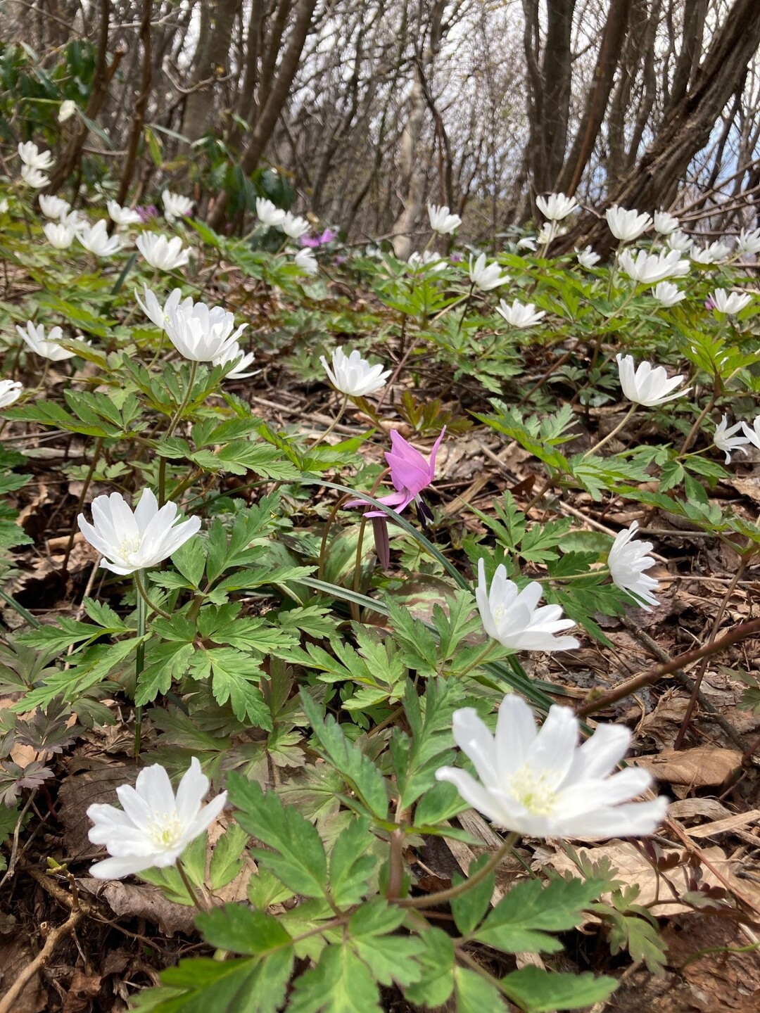 ポカポカ弥彦山⛰13 / katsu.fdさんの弥彦山・多宝山・雨乞山の活動データ | YAMAP / ヤマップ