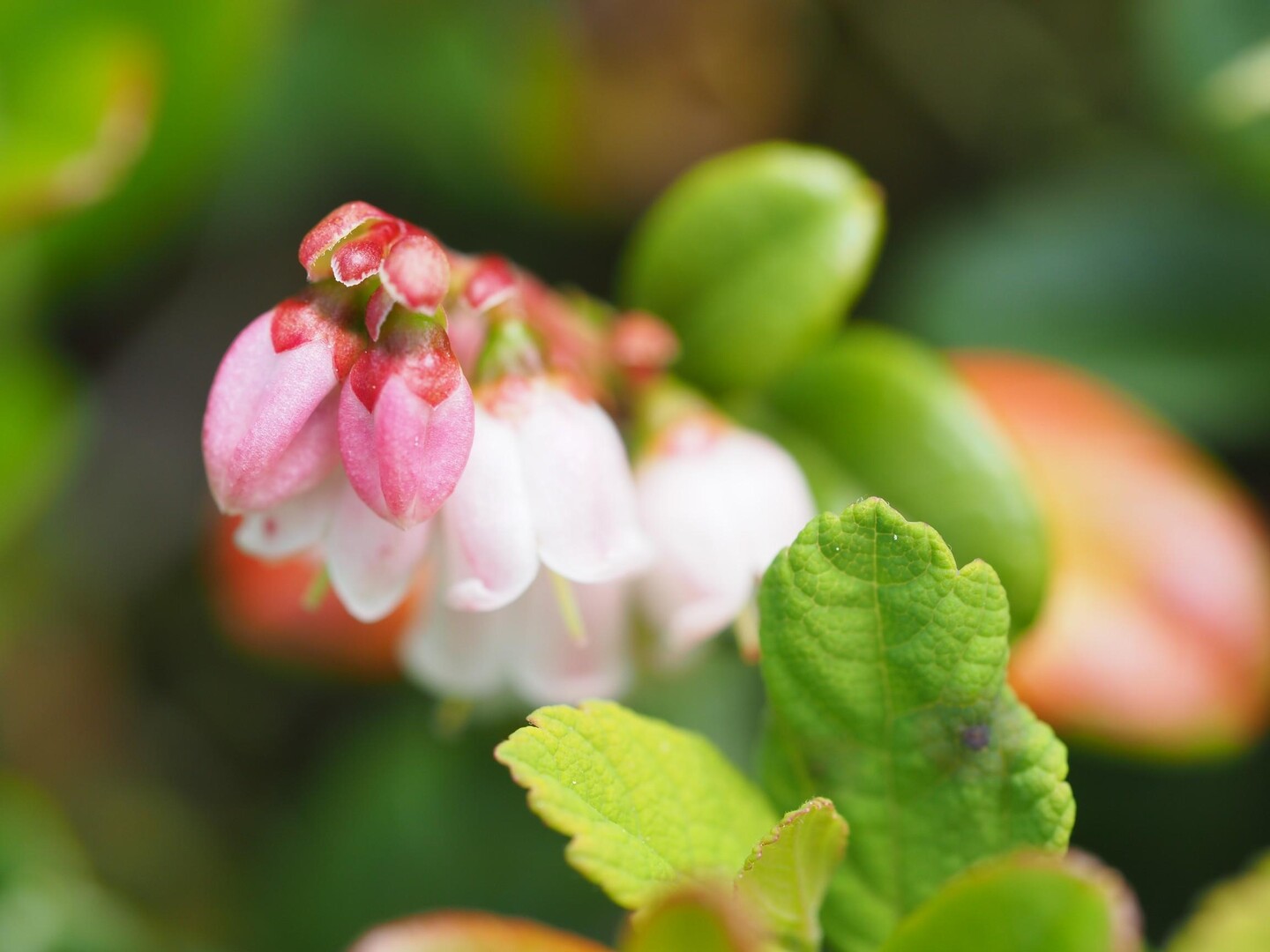 見えなくて残念、ニセコアンヌプリ / satoomoさんのニセコアンヌプリ・イワオヌプリ・チセヌプリの活動データ | YAMAP / ヤマップ