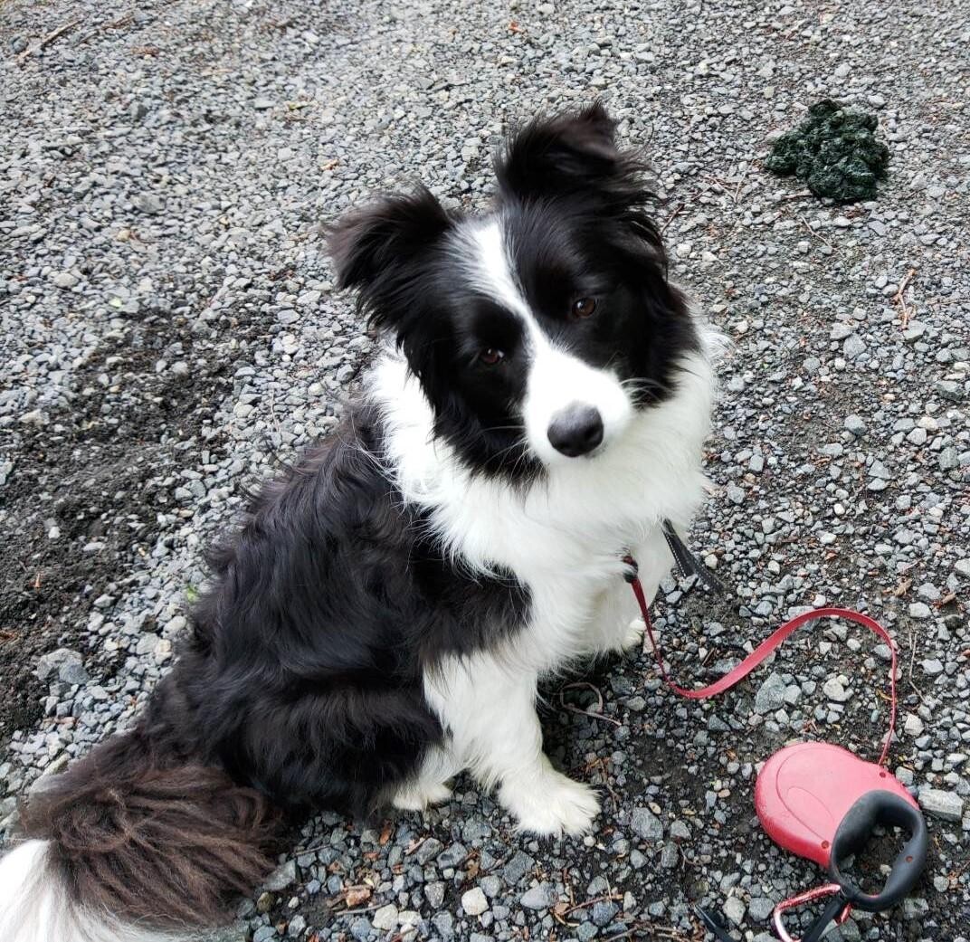 手稲山 夏山No.2️⃣3️⃣ / 無(ムー)さんの手稲山・奥手稲山の活動データ | YAMAP / ヤマップ