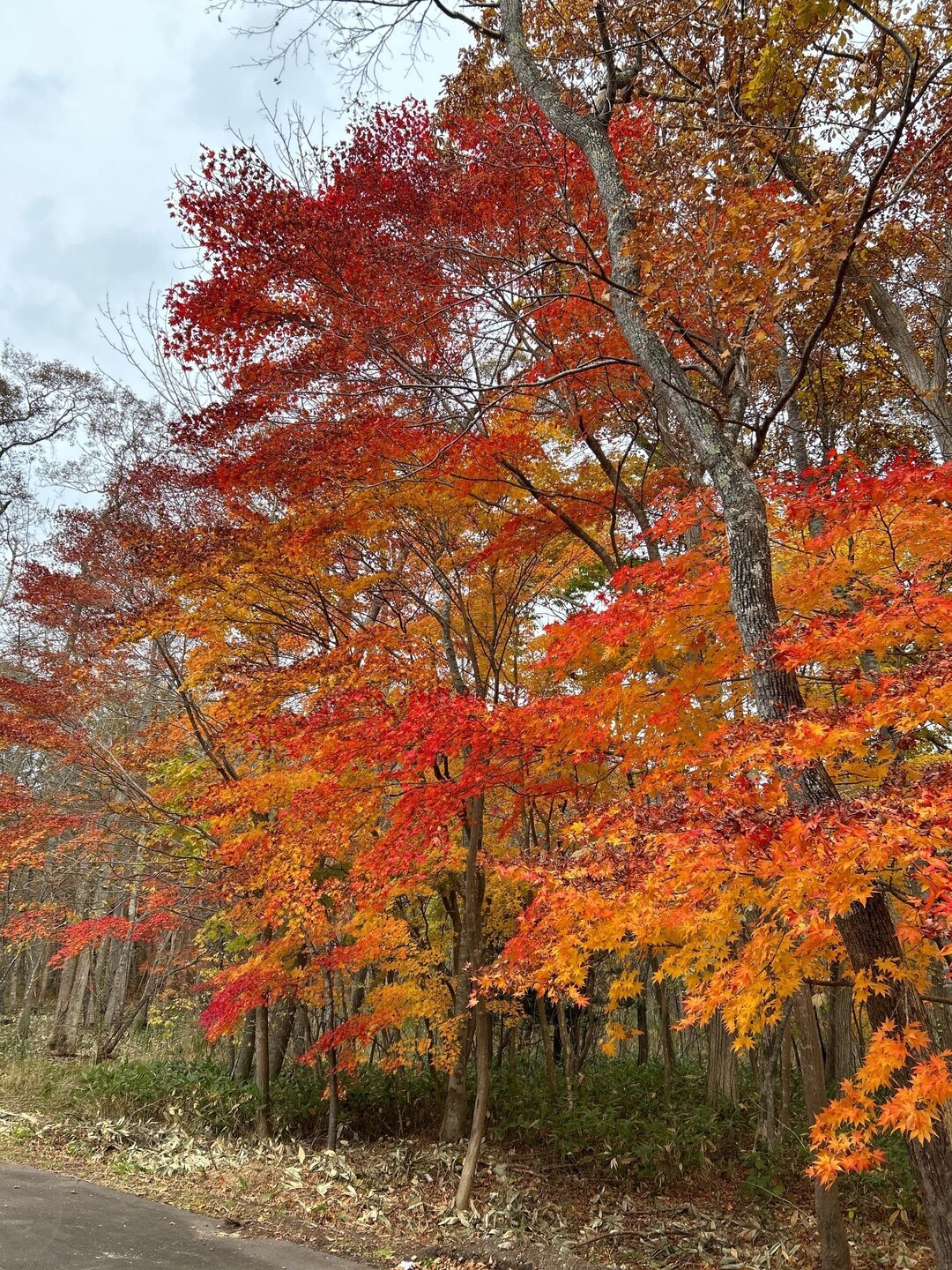 紅葉の大沼周辺散策2024-10-27 / ga-haさんの北海道駒ヶ岳（蝦夷駒ヶ岳・渡島駒ヶ岳）の活動データ | YAMAP / ヤマップ