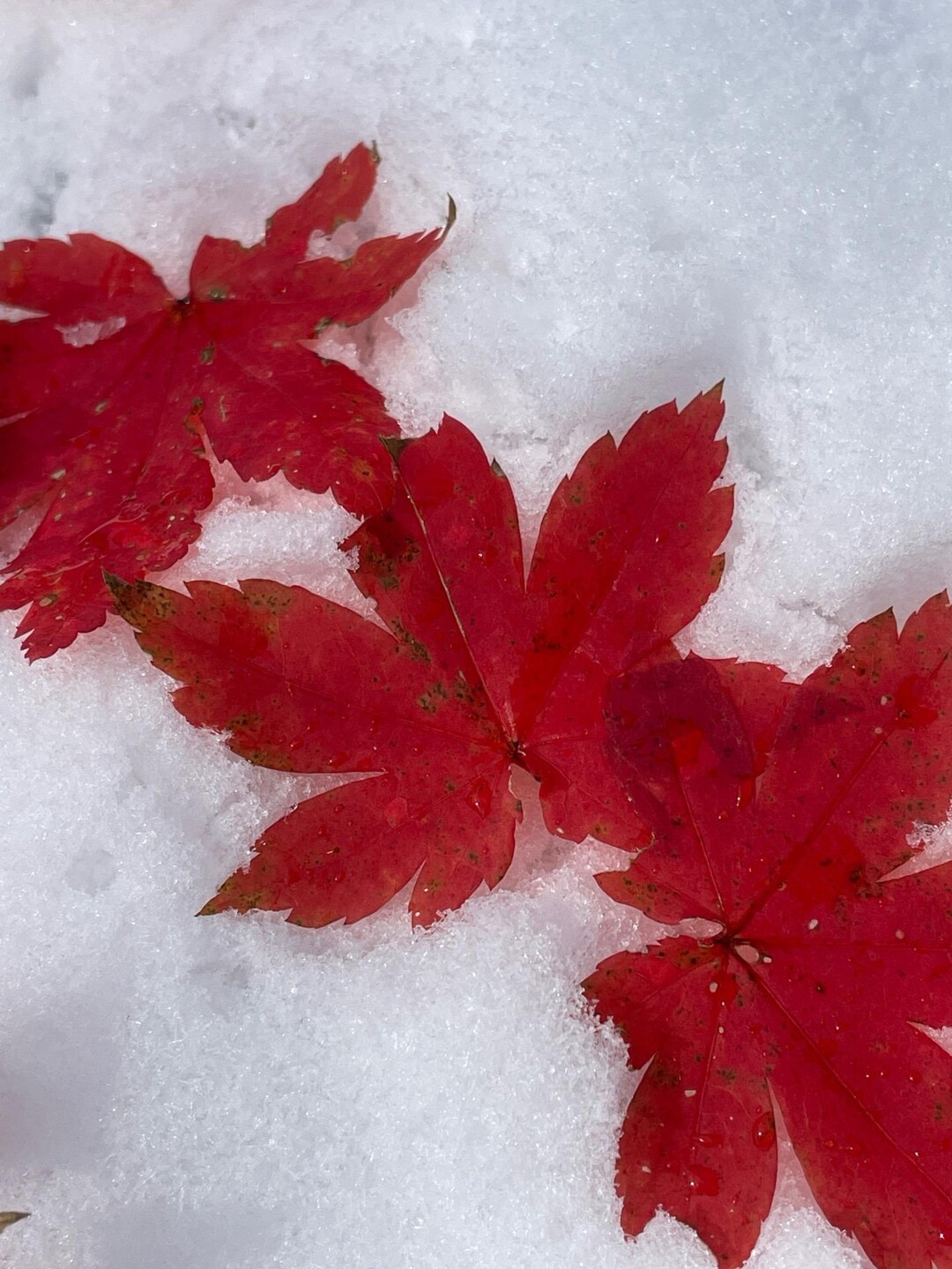 雪山GP⛄️ / sayoさんの中西山の活動データ | YAMAP / ヤマップ