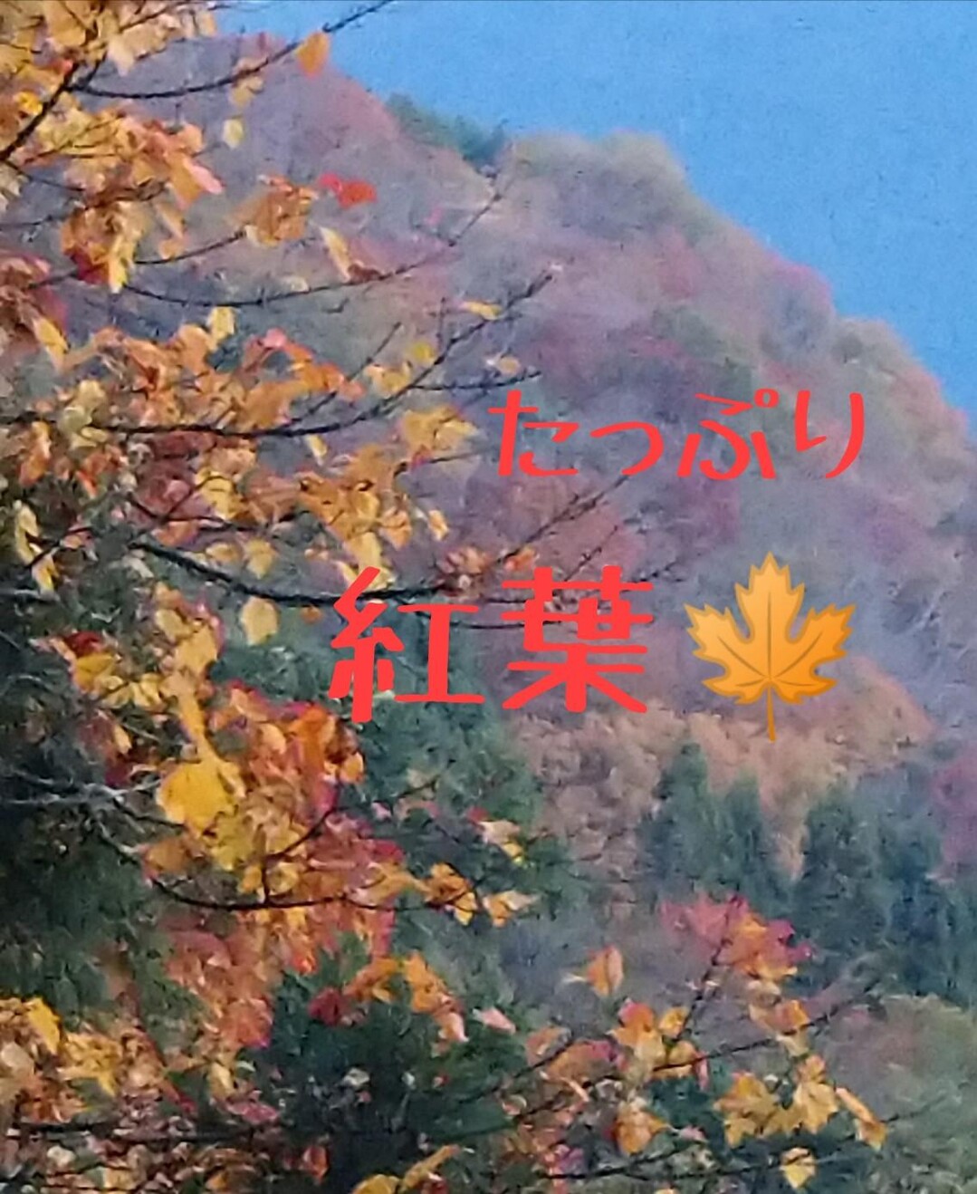 葛木岳🔃ダイトレ / くまさんさんの金剛山・二上山・大和葛城山の活動データ | YAMAP / ヤマップ