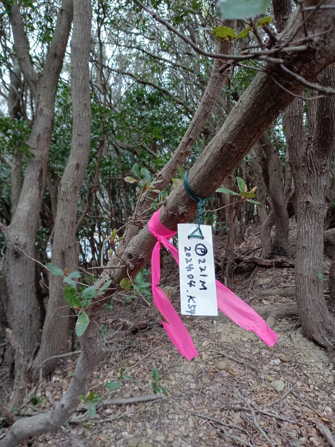千手峰と高天神山を繋ぐ道はあるのかな？ 2024-04-02 / k54さんの小笠山の活動データ | YAMAP / ヤマップ