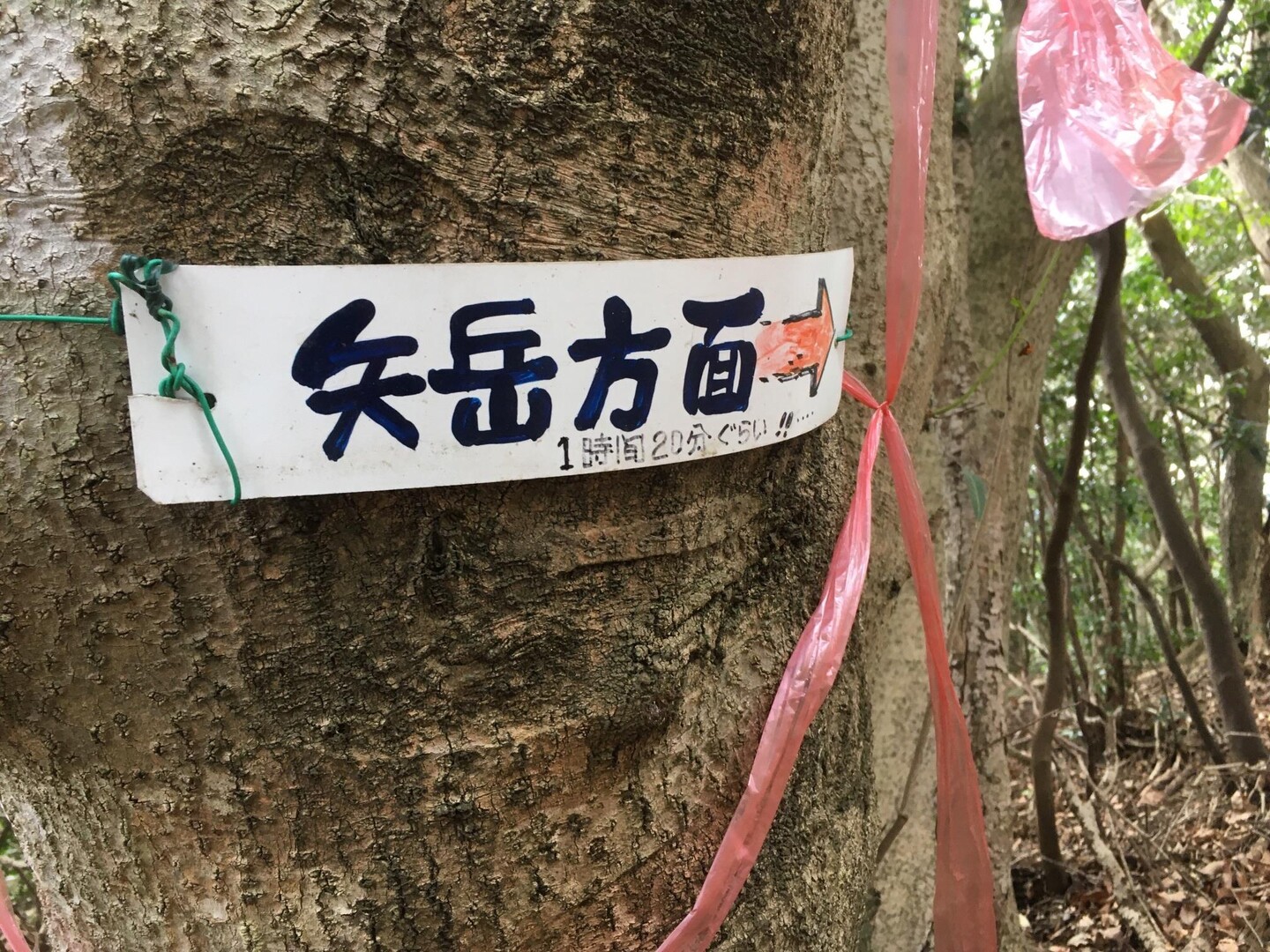 城山(失敗) / YASさんの矢岳・城山の活動データ | YAMAP / ヤマップ