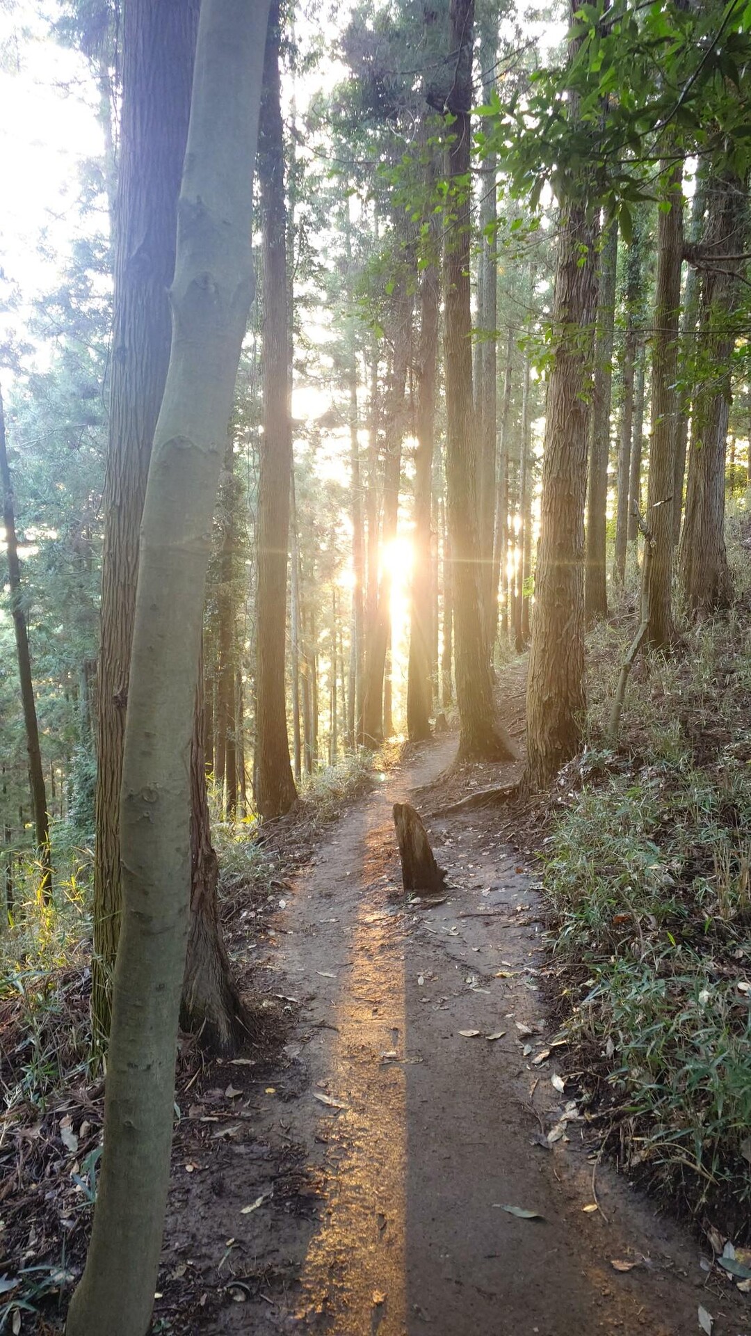 身体ガタガタ 27分登頂 / ta2さんの鳴神山・吾妻山の活動データ | YAMAP / ヤマップ