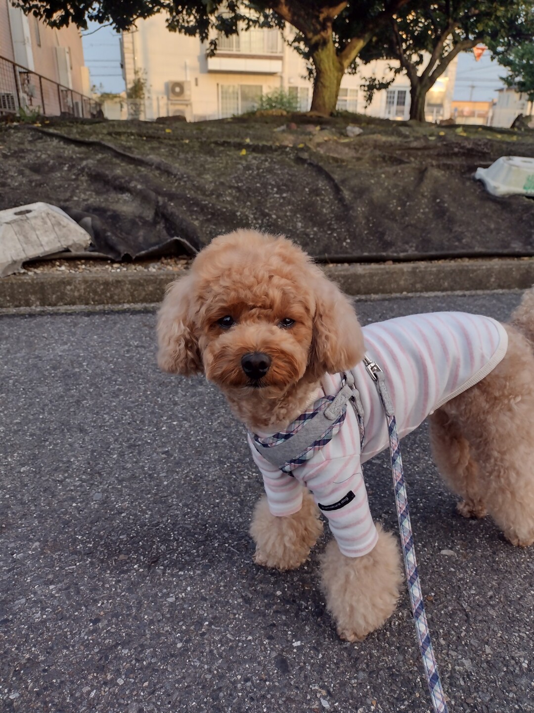 この娘が早起きしたので、ジョギングは後回... / sin-yaさんのモーメント | YAMAP / ヤマップ