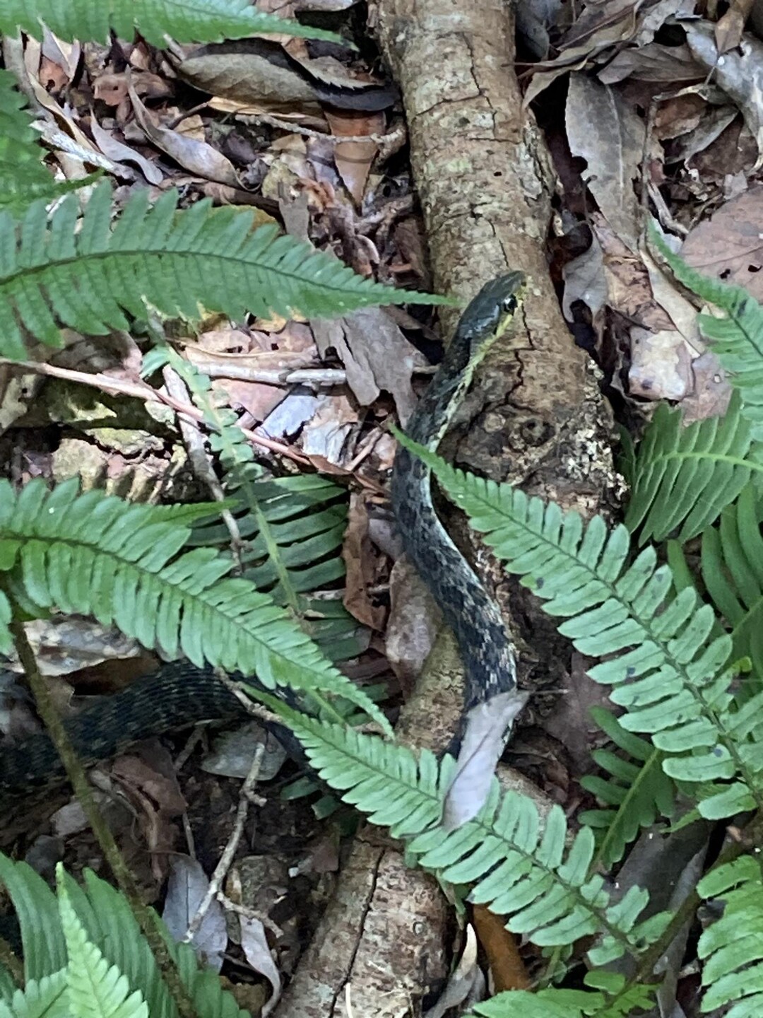 秋を感じて！中山タイムアタック開始🏃 / Sab Zeroさんの中山・大峰山の活動データ | YAMAP / ヤマップ
