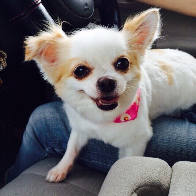 akiのページ | YAMAP / ヤマップ