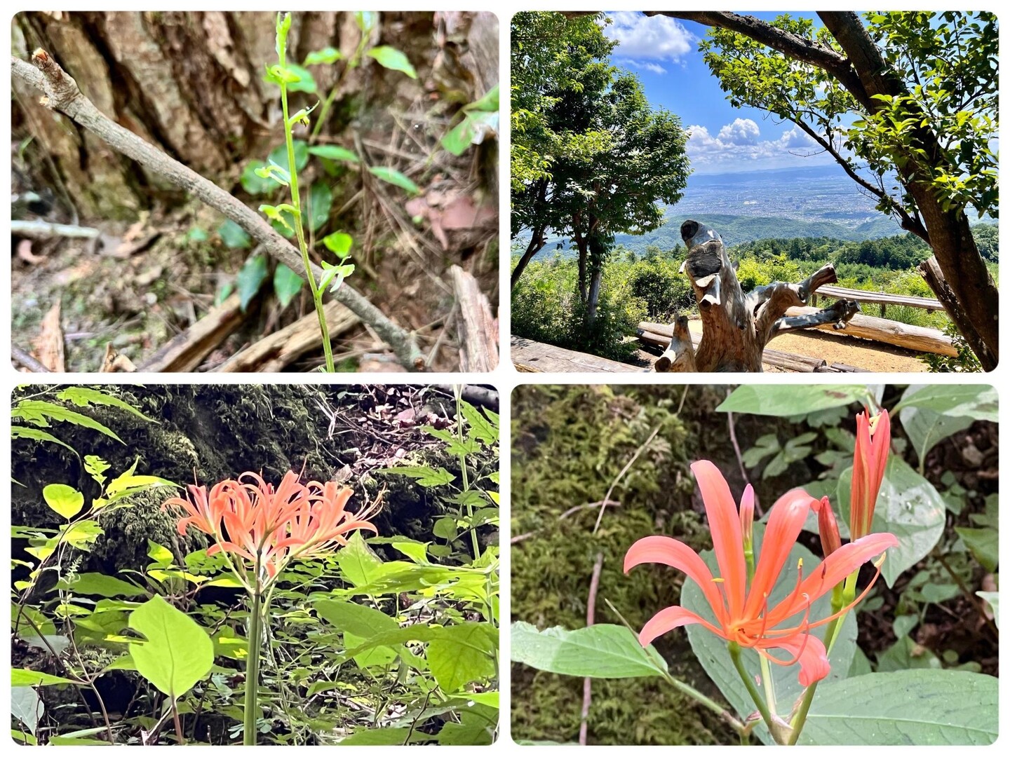 オオキツネノカミソリ・ポンポン山 / たけのこ zi ziさんのポンポン山・釈迦岳・小塩山・若山の活動データ | YAMAP / ヤマップ