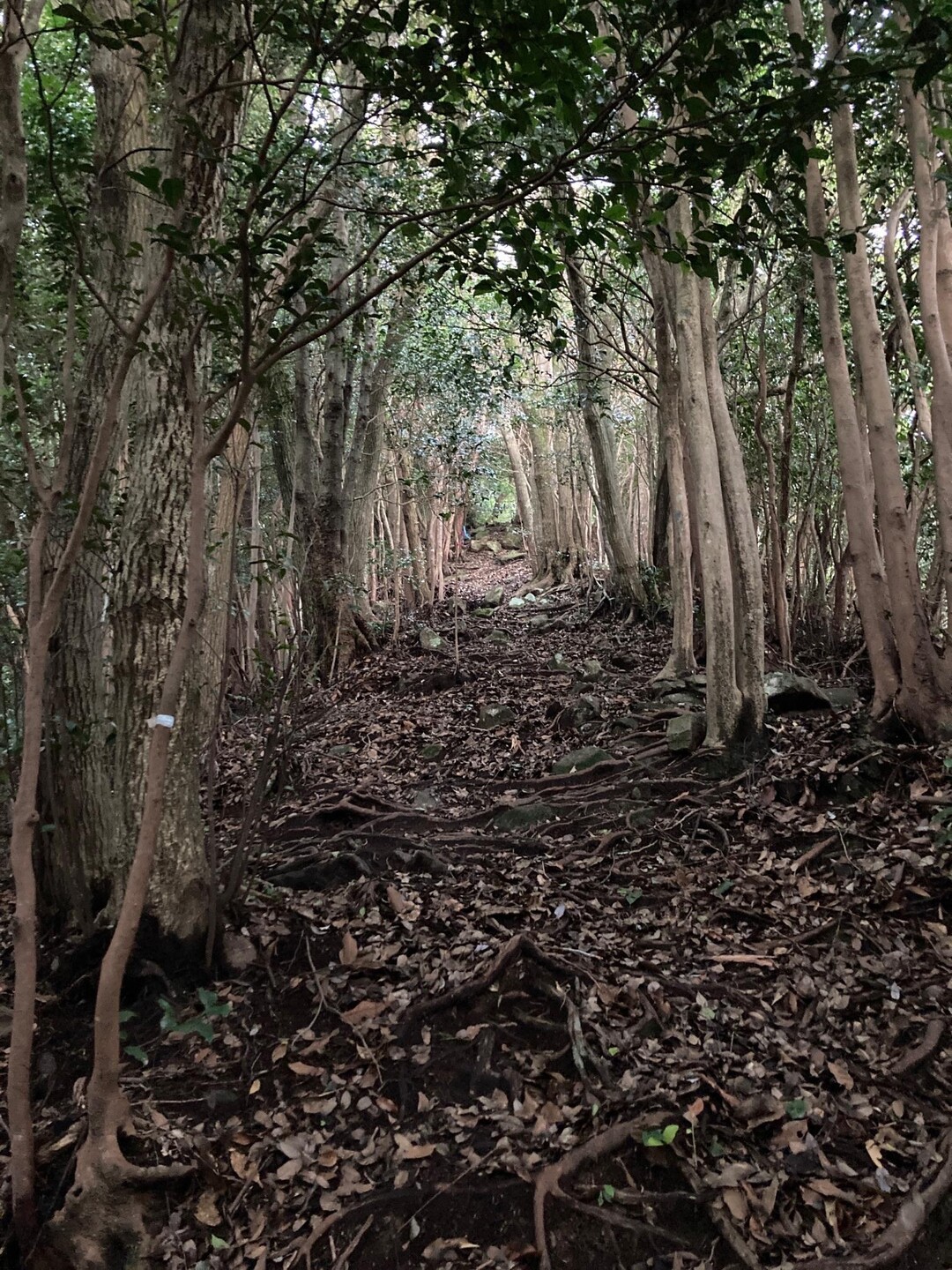 黒髪山・青螺御前・青螺山・牧II峰（青牧山）・牧ノ山 / 彦太郎さんの黒髪山・青螺山の活動データ | YAMAP / ヤマップ
