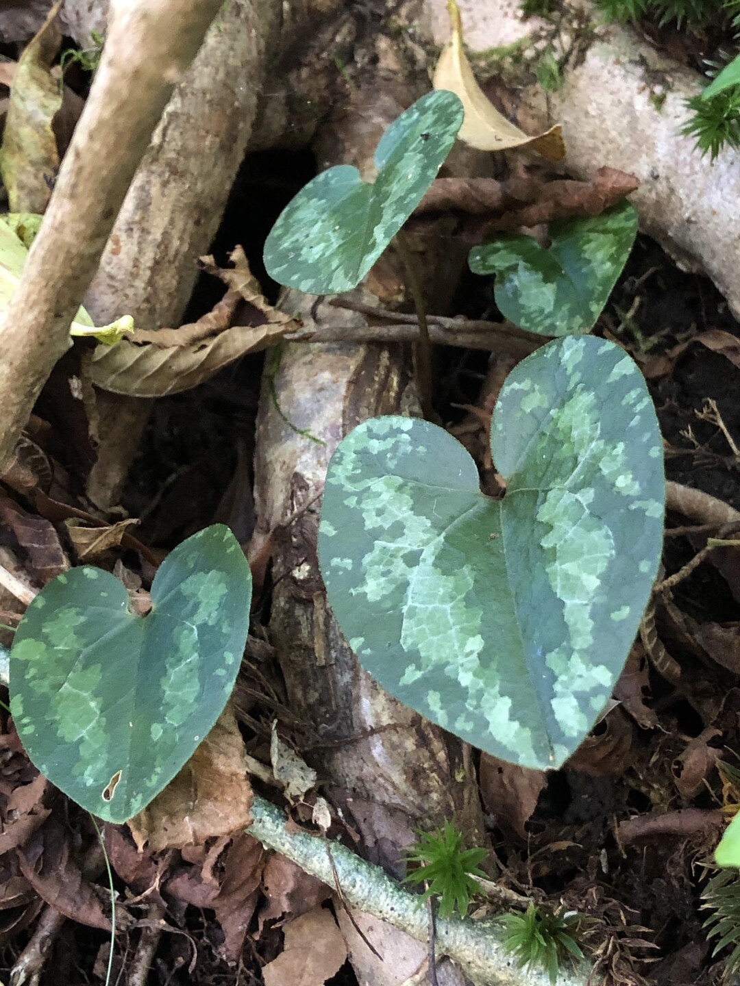 天城山(天城高原GC.〜周回) / Co-CHeさんの天城山・鉢ノ山・三筋山の活動データ | YAMAP / ヤマップ