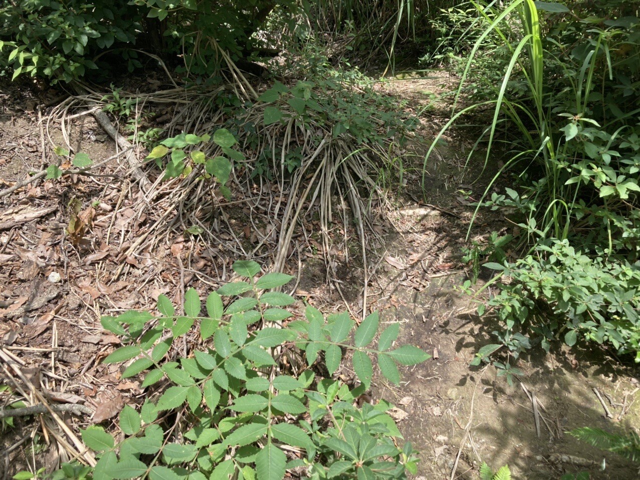 kazz309さんの投稿したフィールドメモ | YAMAP / ヤマップ