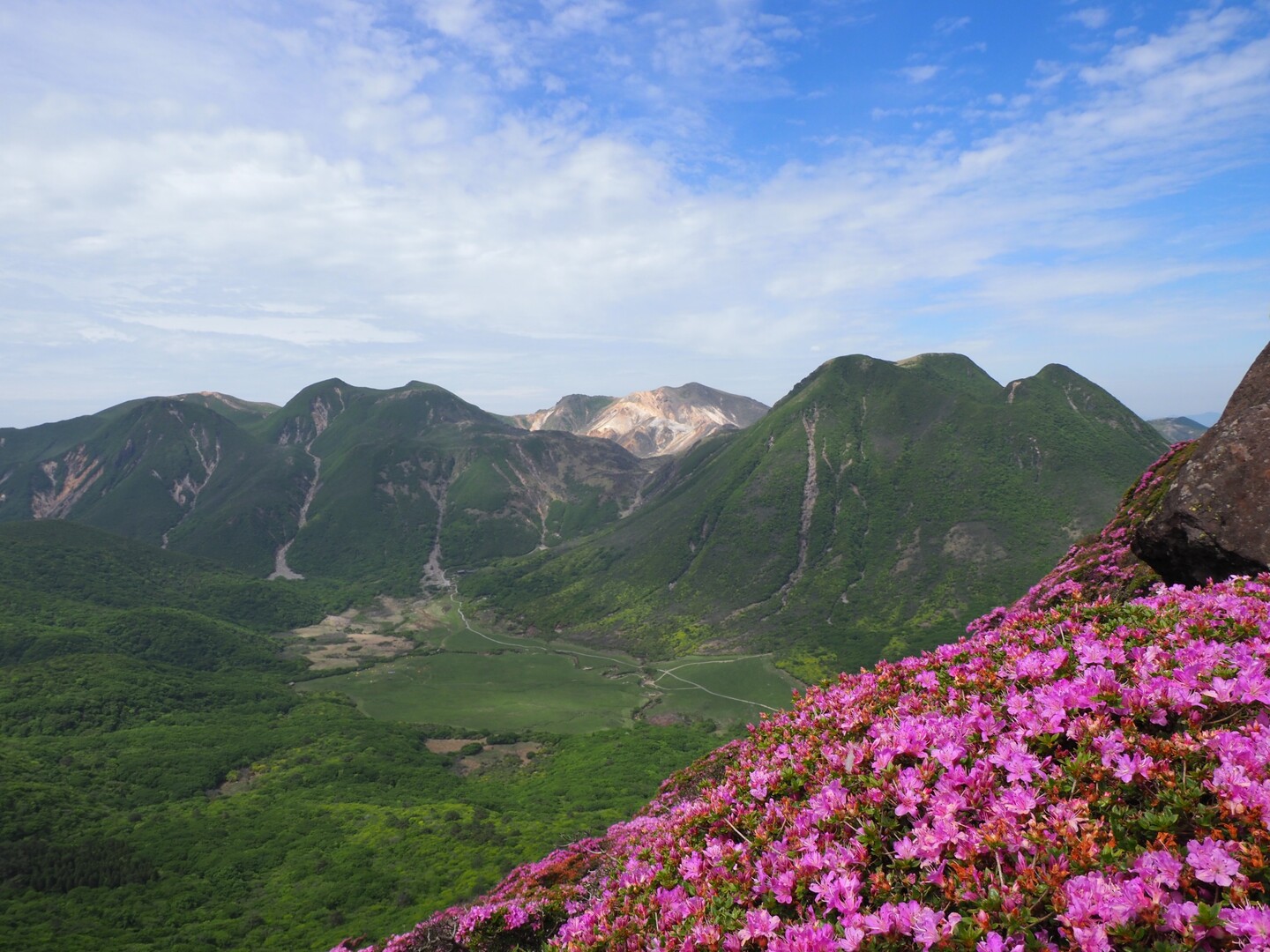 ミヤマキリシマ(MK) in 平治岳 / Rougeさんの九重山（久住山）・大船山・星生山の活動データ | YAMAP / ヤマップ