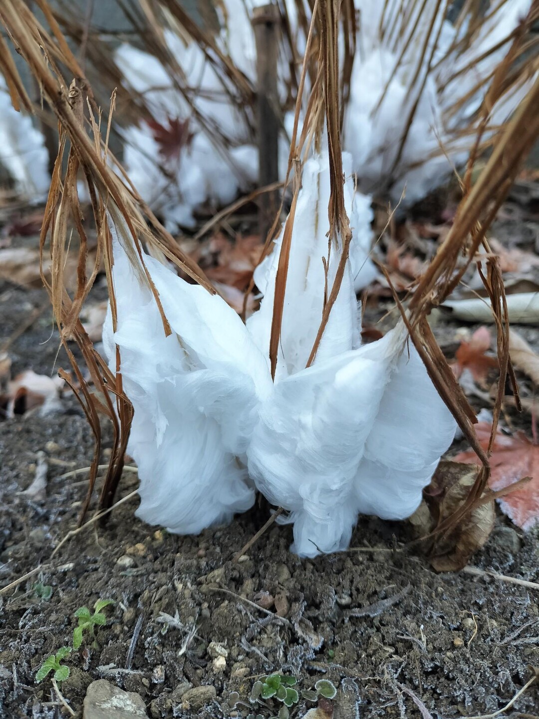 高尾散歩 / かりんさんの高尾山・陣馬山・景信山の活動日記 | YAMAP / ヤマップ