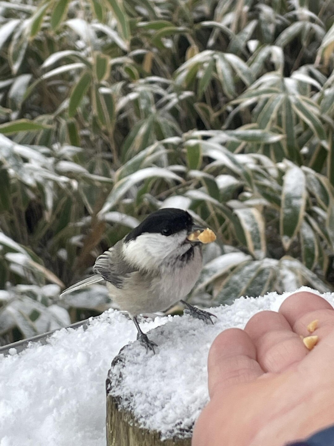 登り納め 22回目久しぶりの金剛山 / kooさんの金剛山・二上山・大和葛城山の活動データ | YAMAP / ヤマップ