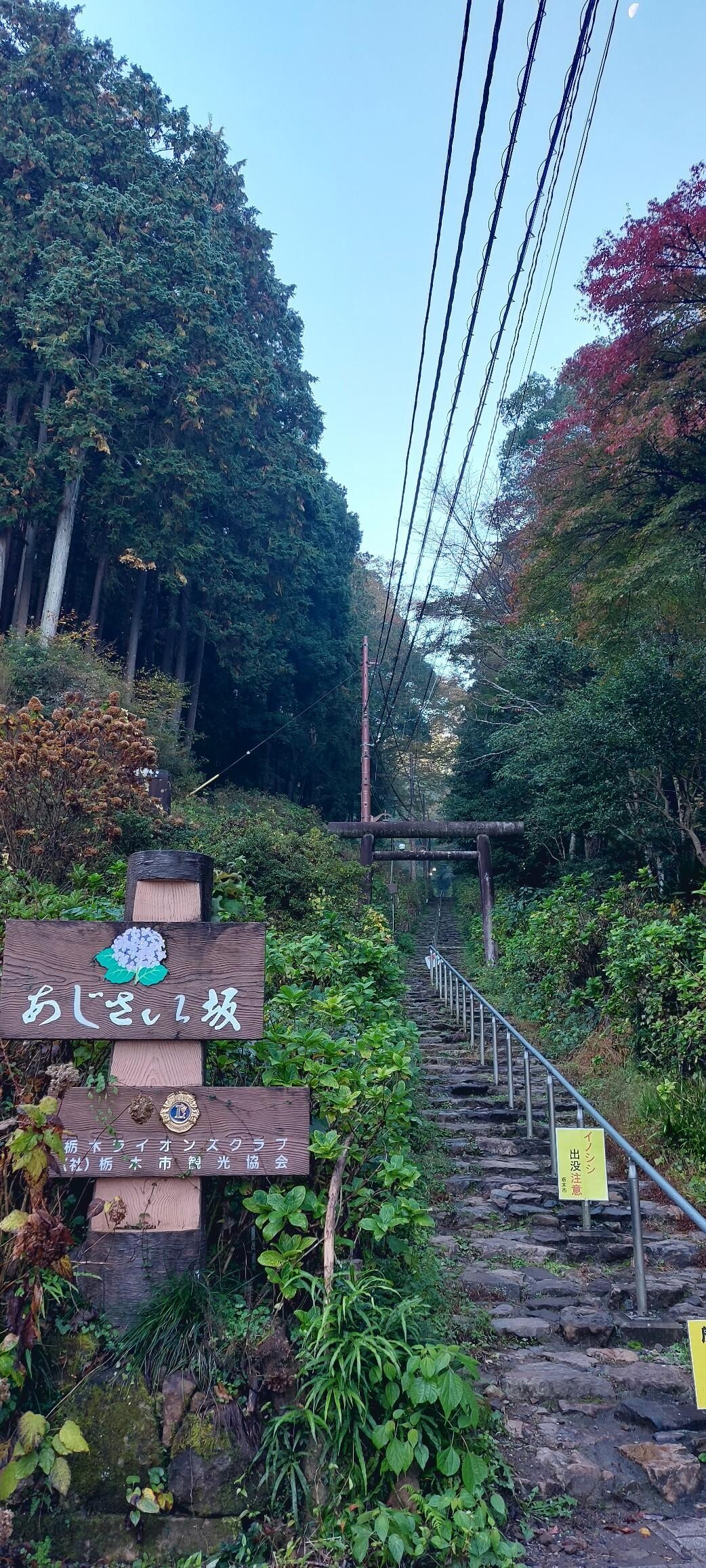 太平山、晃石山🗻-2024-11-22 / HALさんのウォーキングの活動データ | YAMAP / ヤマップ