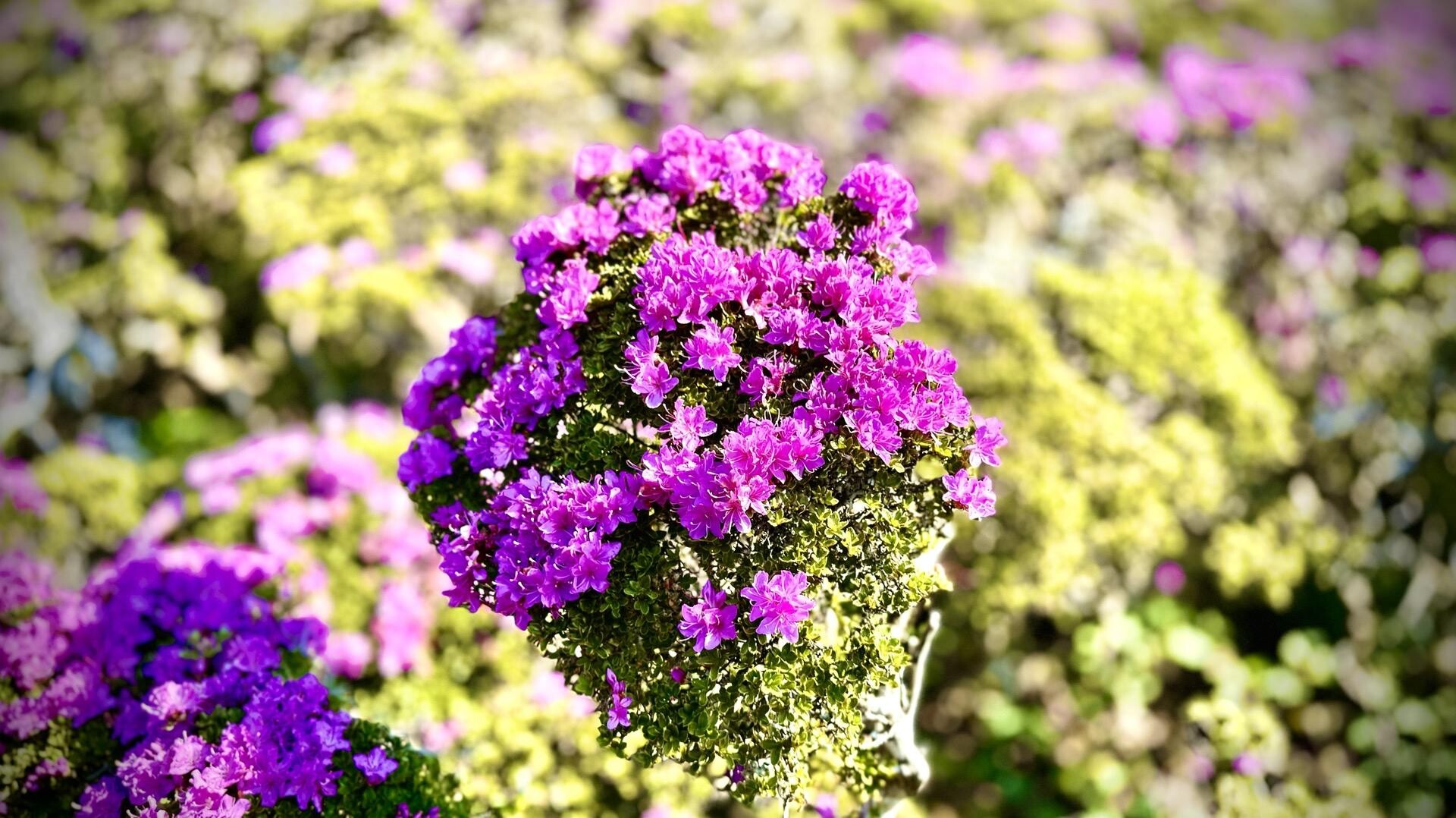 くじゅうHANDA☆BASEのページ | YAMAP / ヤマップ