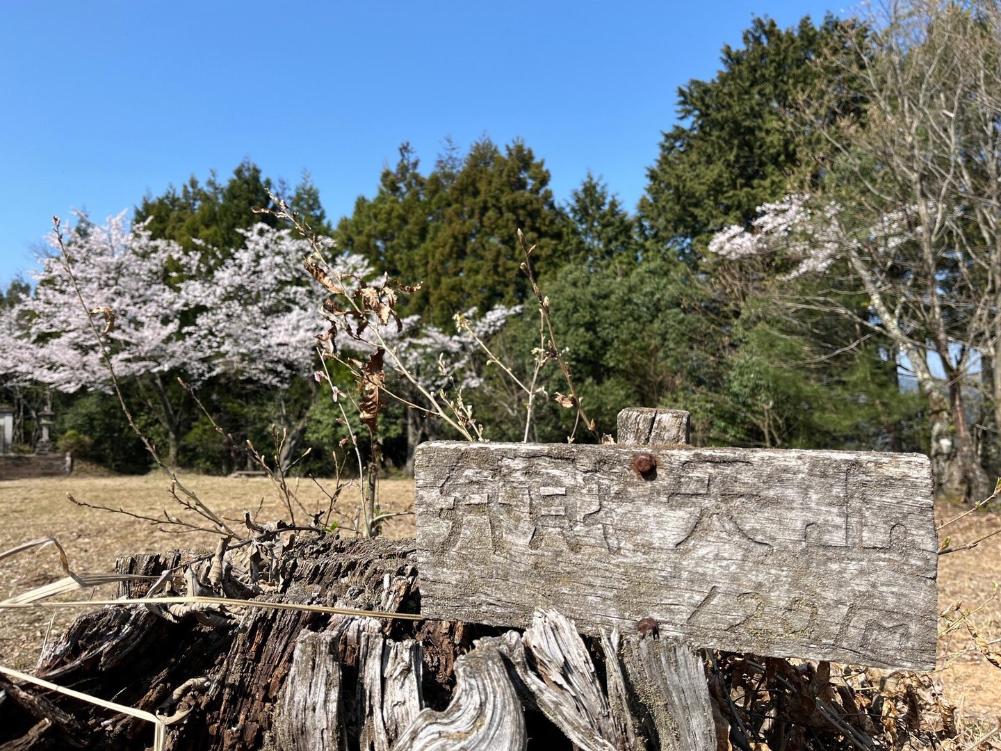 弁財天山・磯部裏山（竹山）とMJのみつまた / Yamako oyamaさんの文殊山の活動データ | YAMAP / ヤマップ